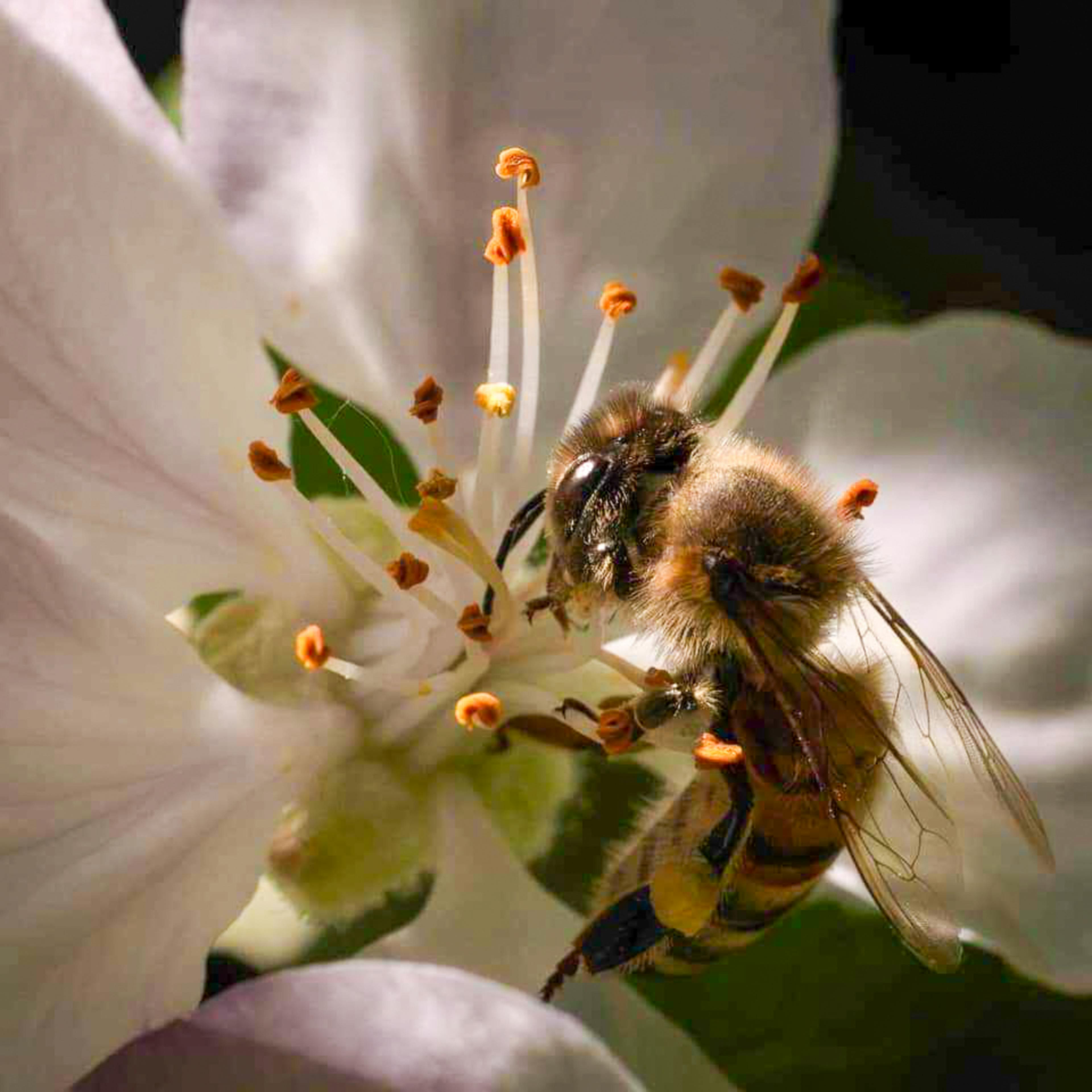 Primer Plano De Una Flor De Manzano Polinizando Con Una Abeja · Foto de ...