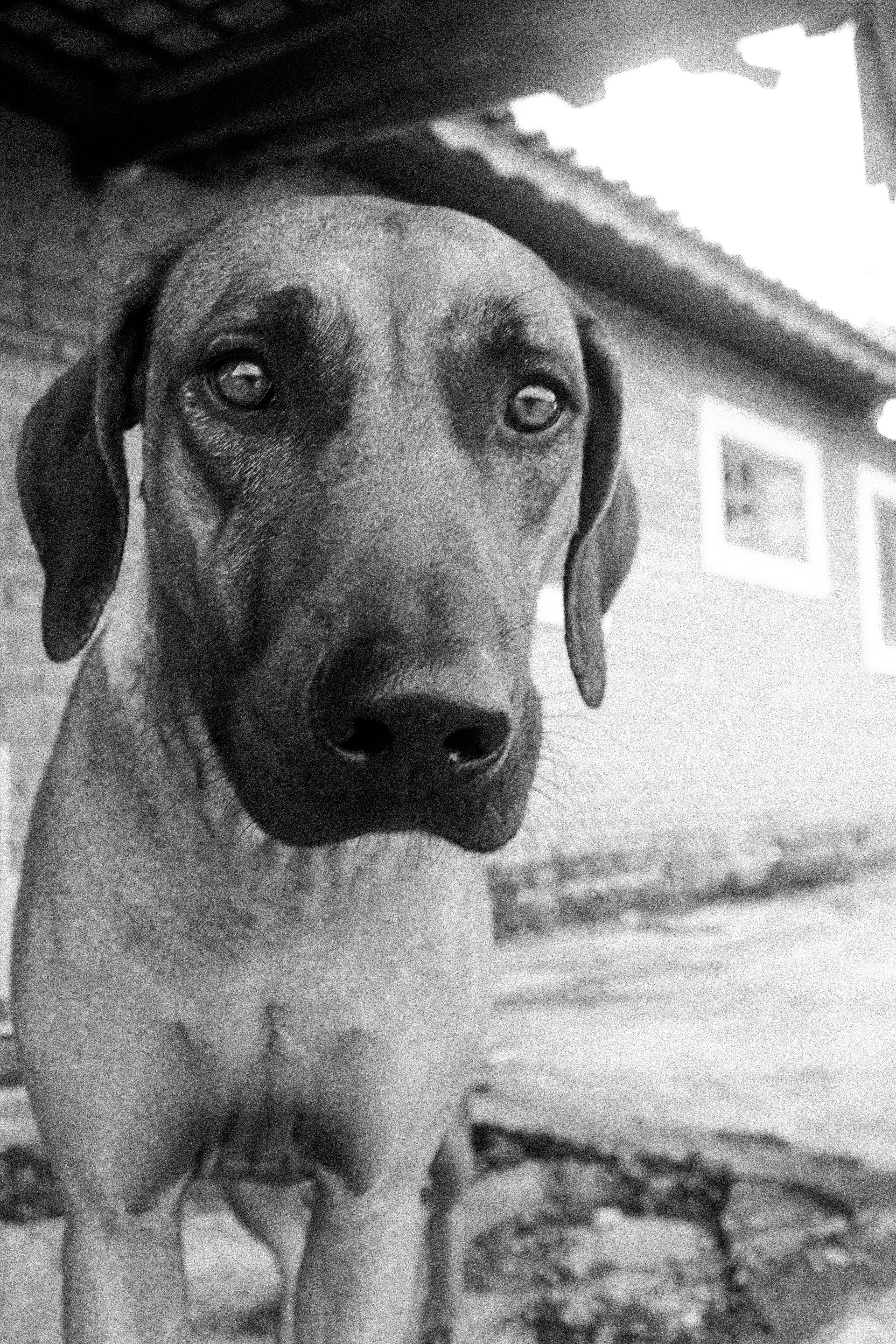 Rhodesian Photos, Download The BEST Free Rhodesian Stock Photos & HD Images