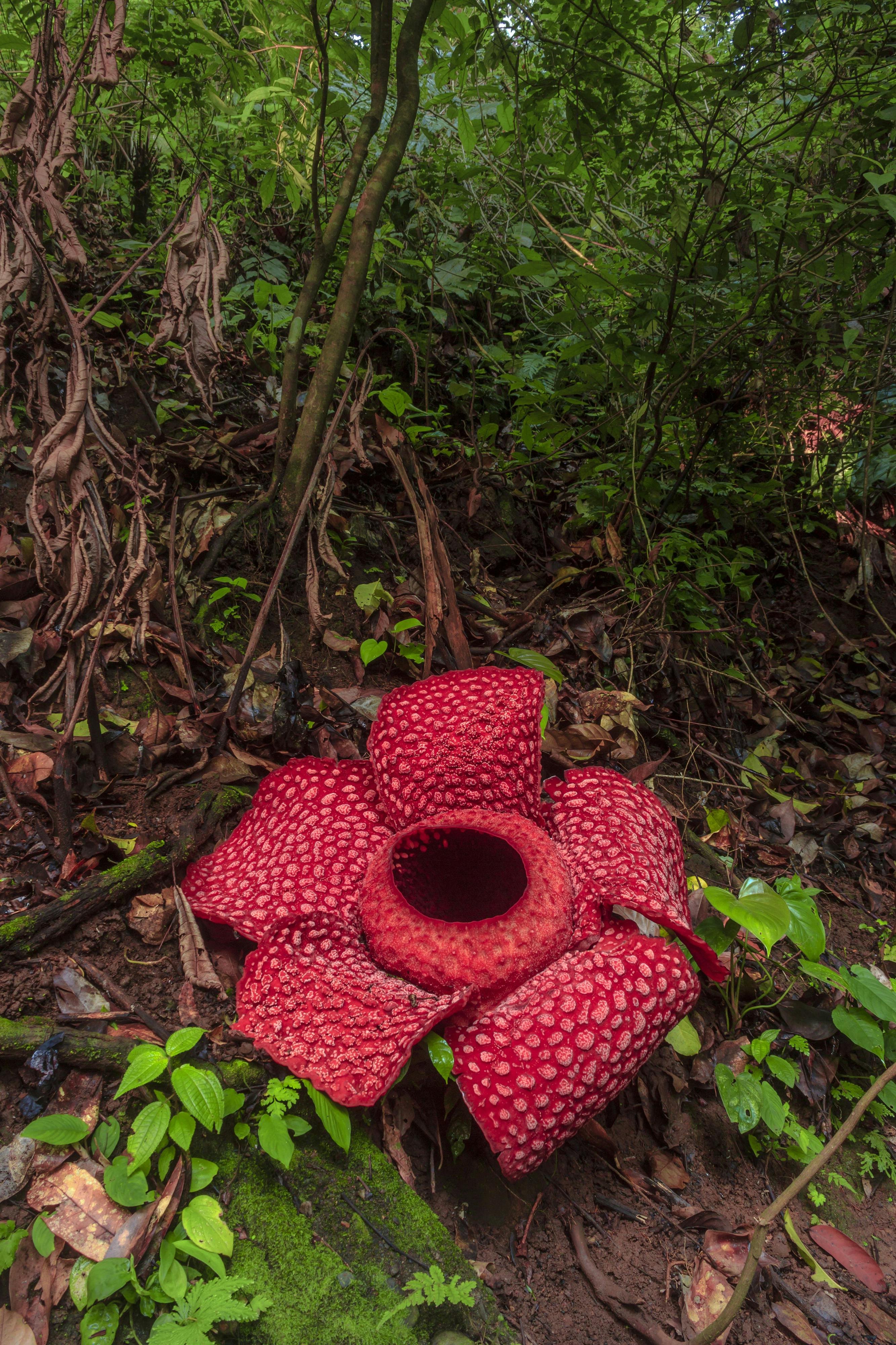 Rafflesia Flower Wallpaper