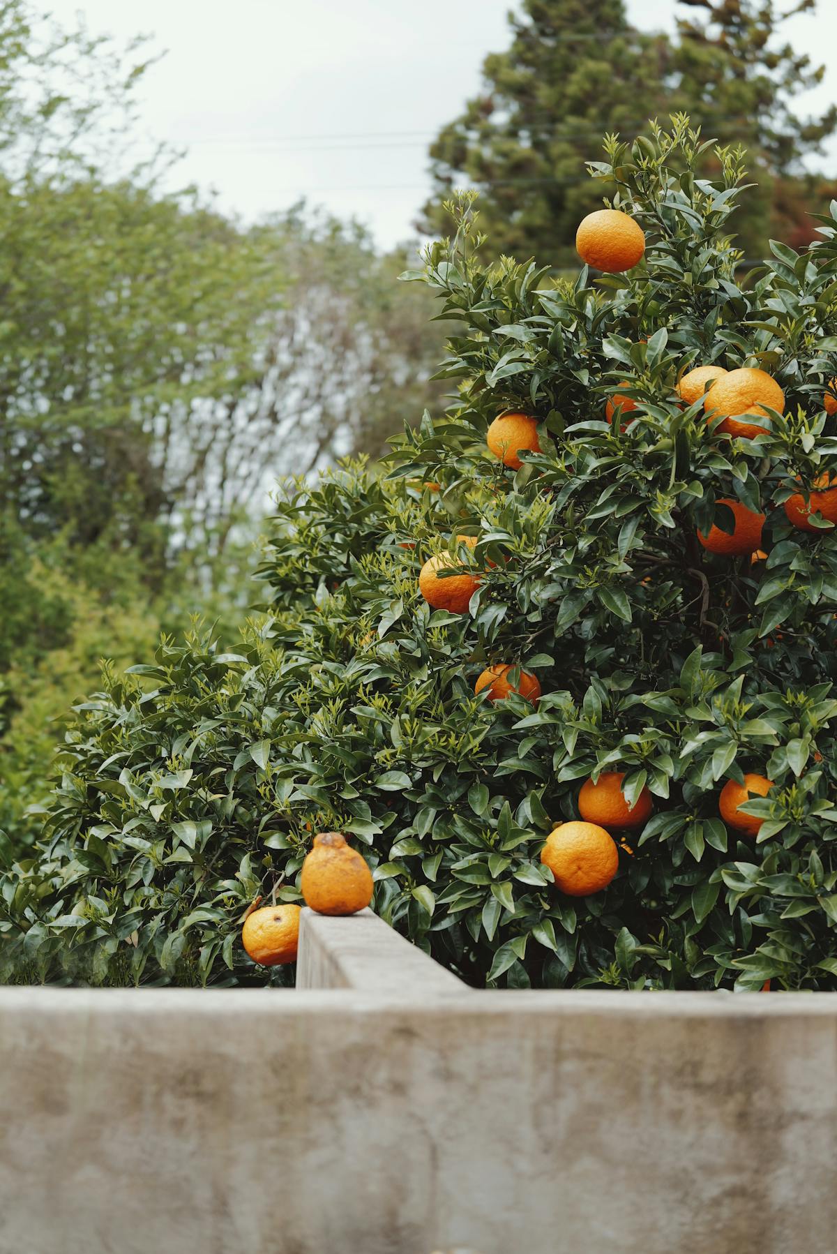 Orange Tree Photos, Download The BEST Free Orange Tree Stock Photos ...