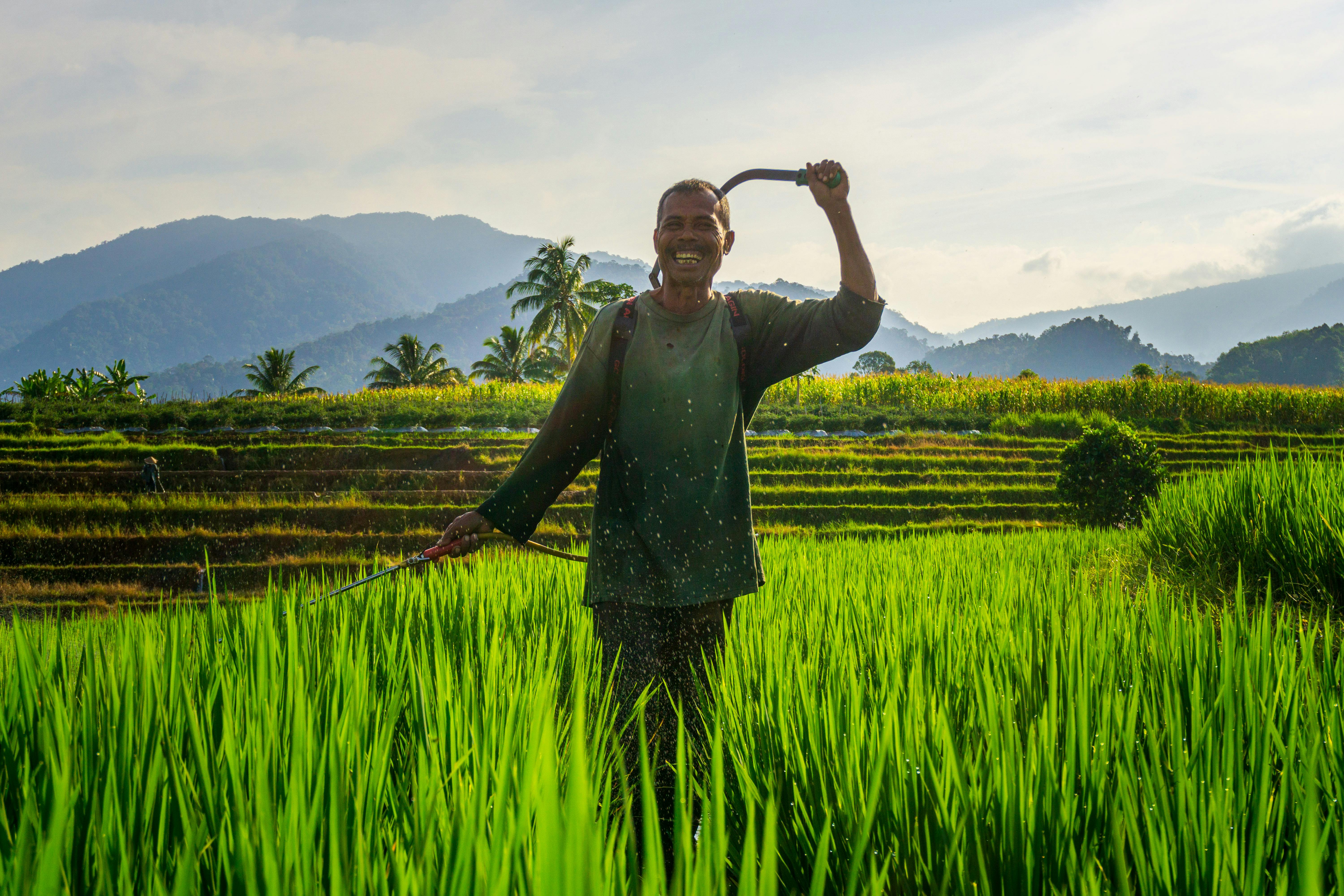 Joyful Farmer in Lush Bengkulu Rice Fields · Free Stock Photo