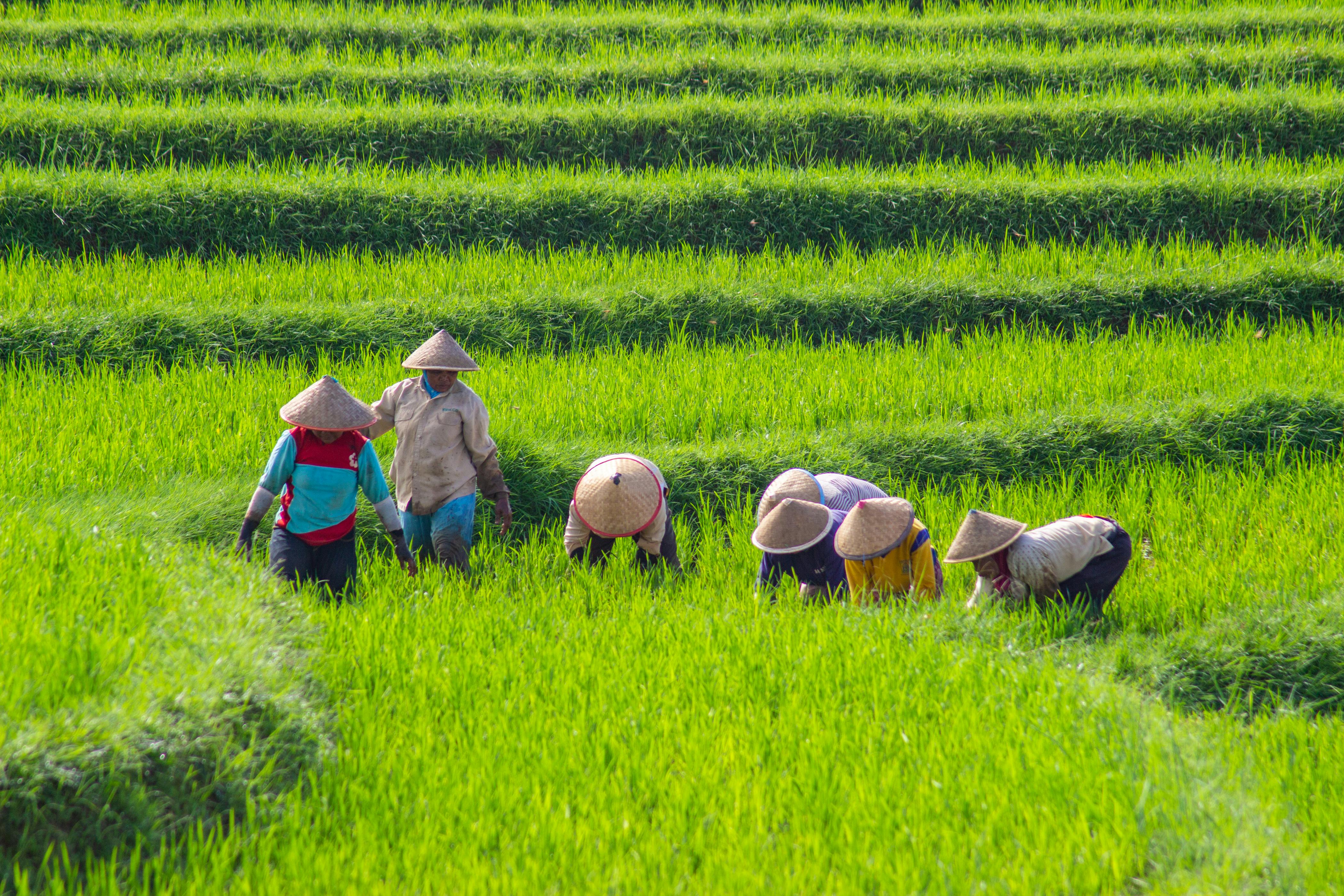 Filipino Rice Farmers Photos, Download The BEST Free Filipino Rice ...