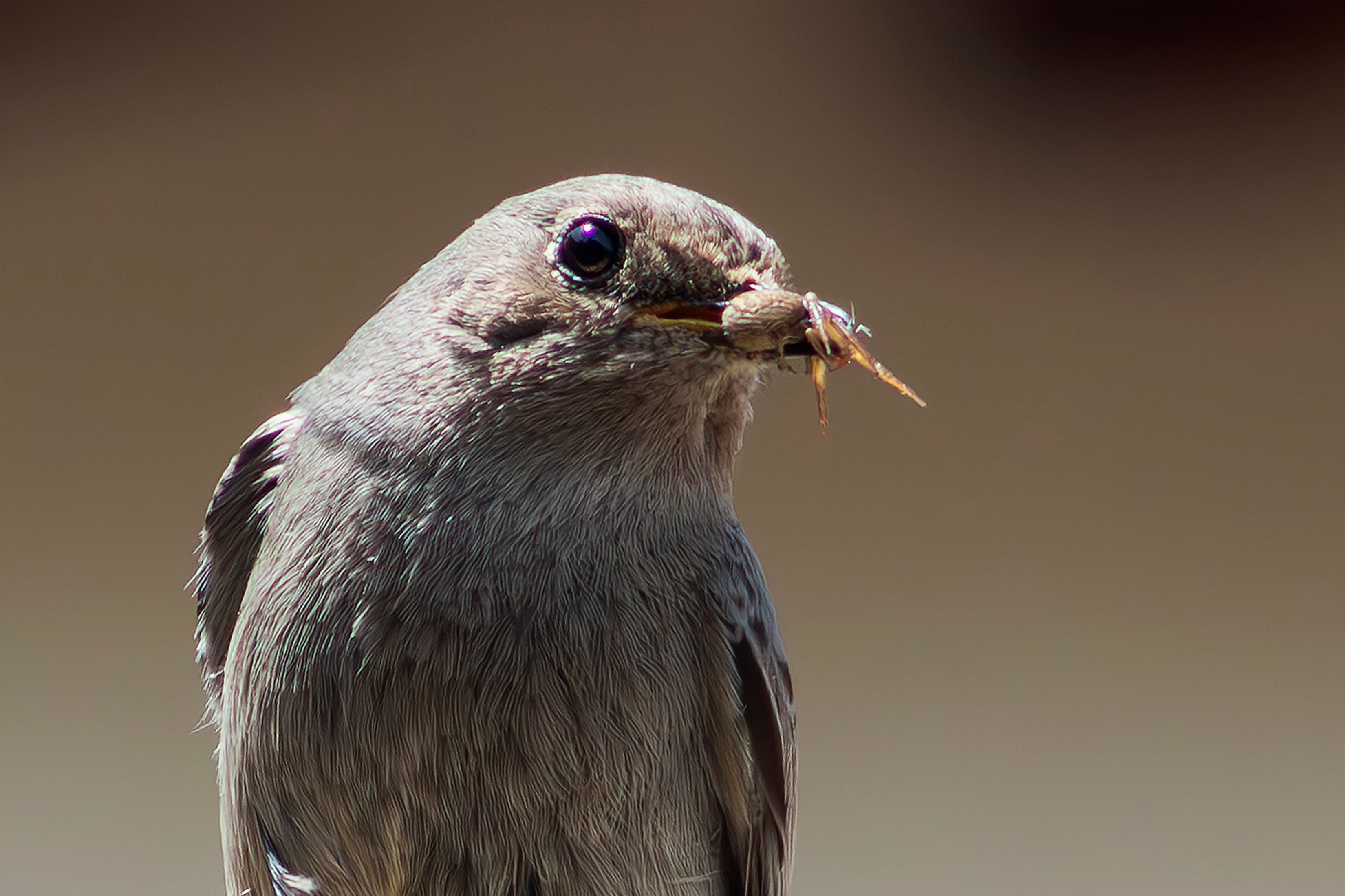 Close-up of Bird with Insect Prey · Free Stock Photo