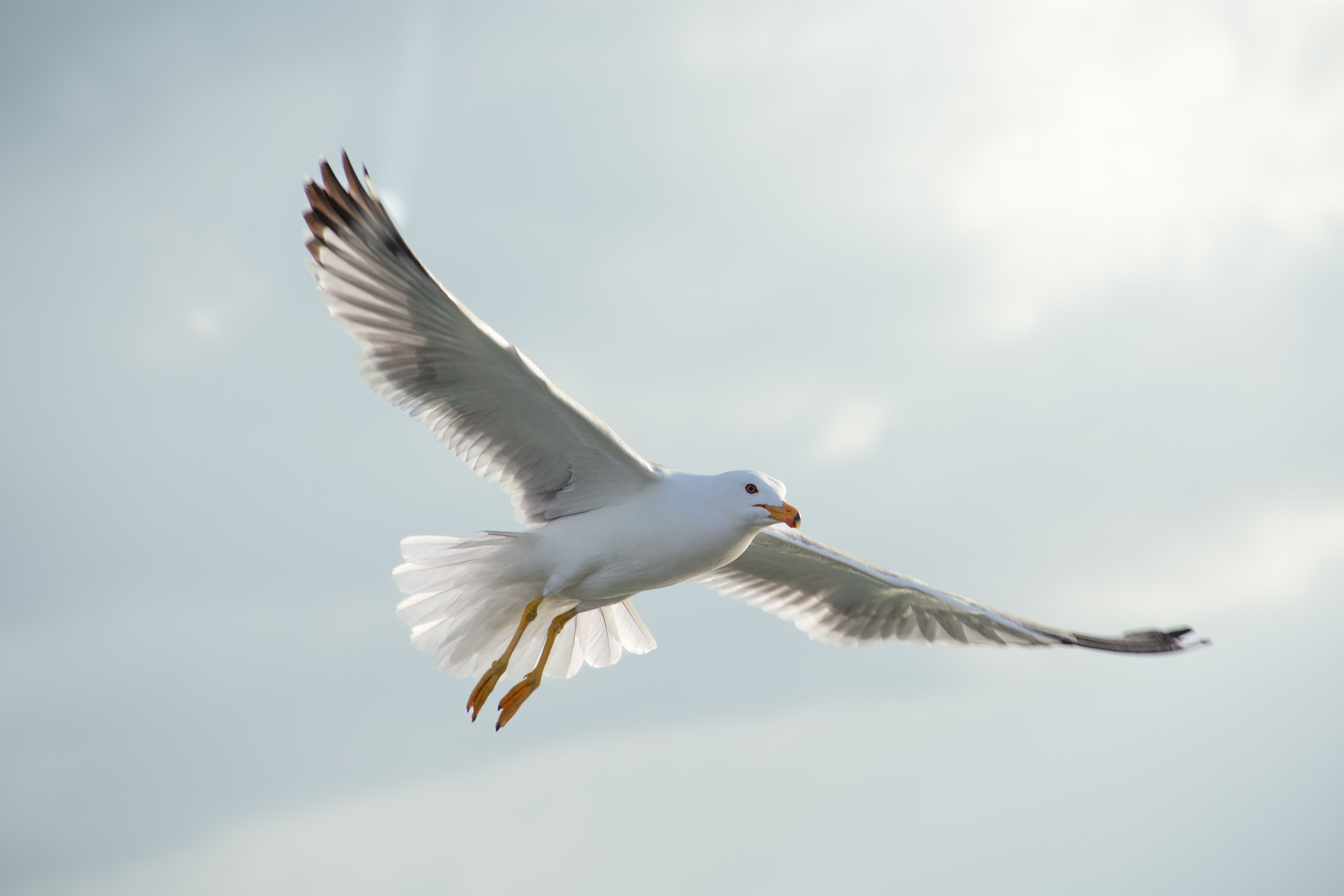 Flyings Photos, Download The BEST Free Flyings Stock Photos & HD Images
