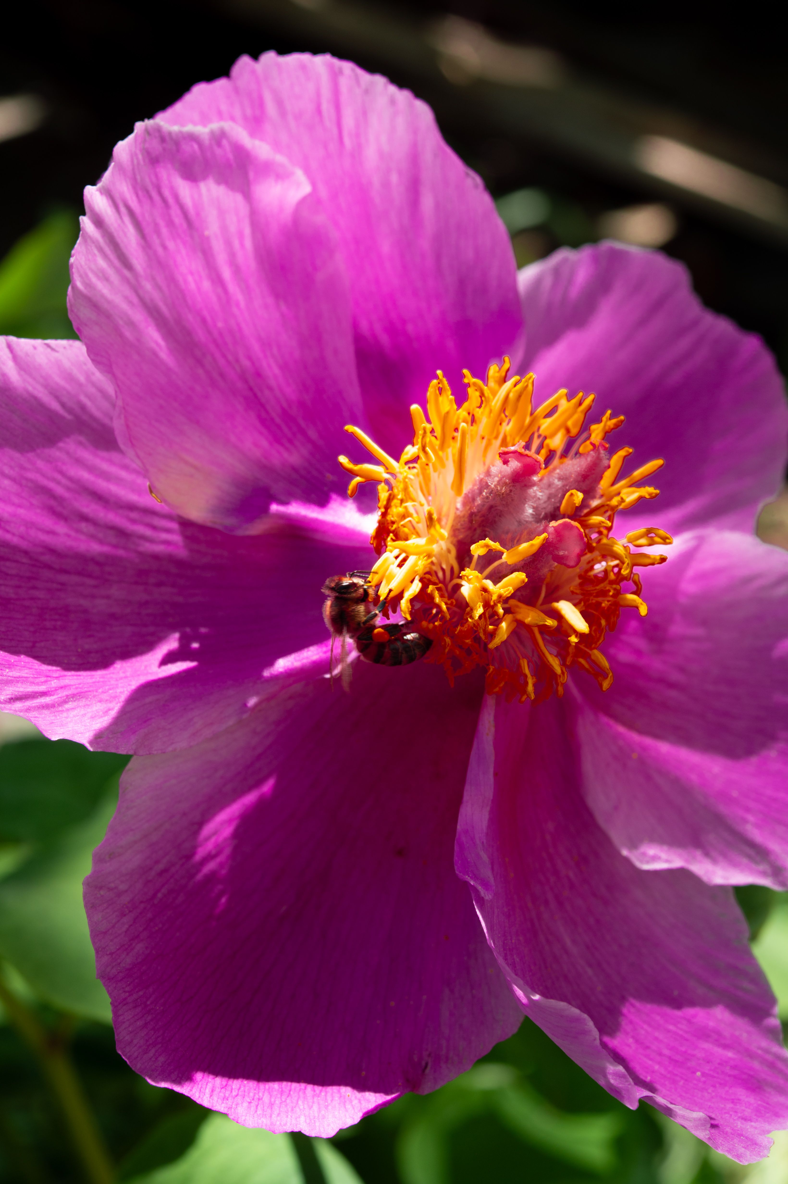 Vibrant Purple Peony Flower with Bee · Free Stock Photo