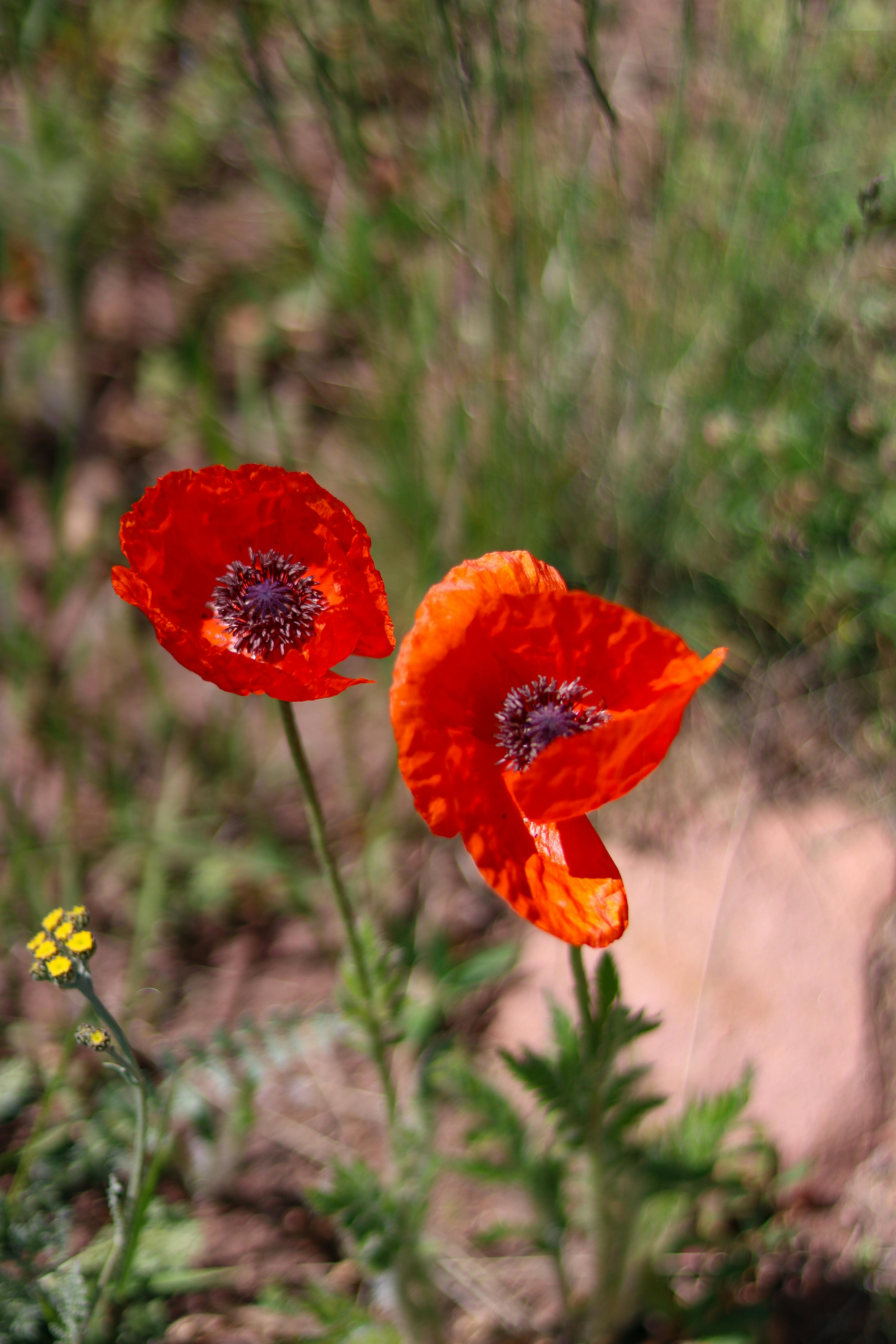Color: Coquelicot Photos, Download The BEST Free Color: Coquelicot ...