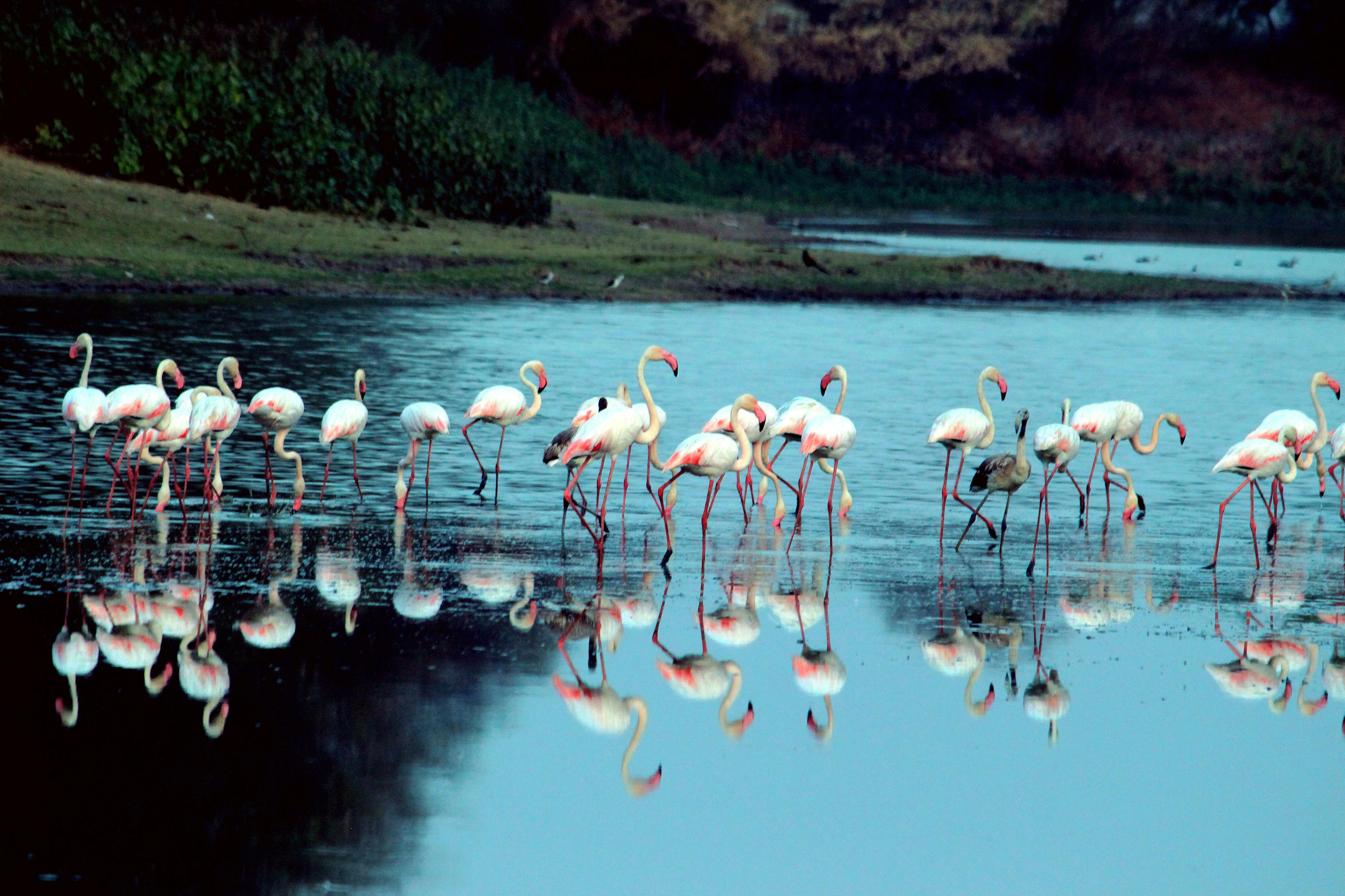 21 fotos y vídeos de Bird photography guardados por Ankit Patel