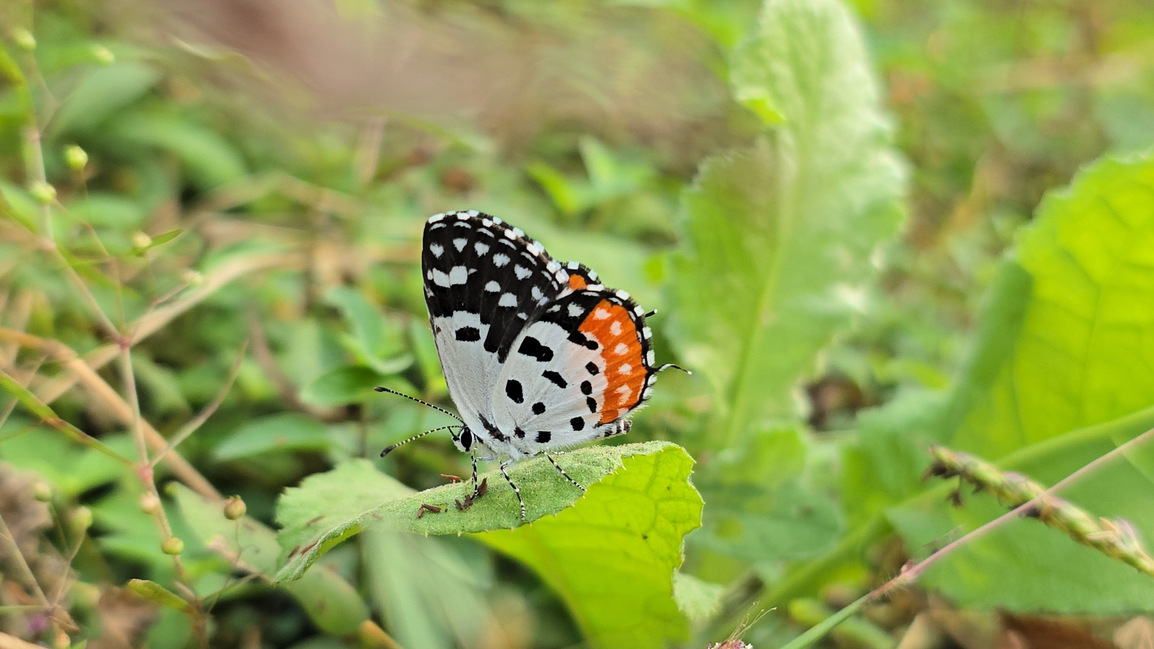 Mariposa Pierrot Roja Sobre Una Hoja En Un Jardín De Mumbai · Foto de ...