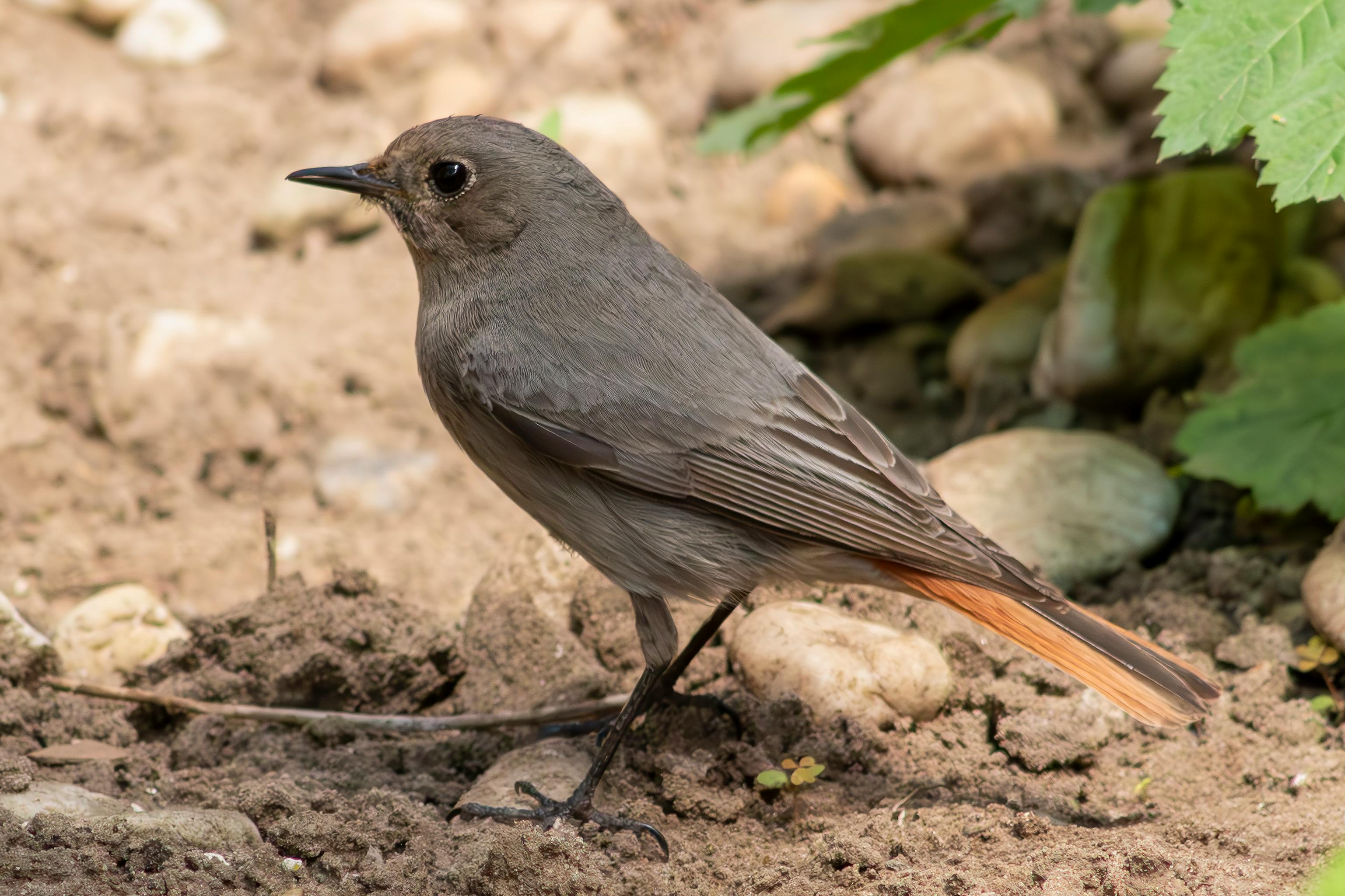 Close-up of a Bird in Győr, Hungary's Nature · Free Stock Photo