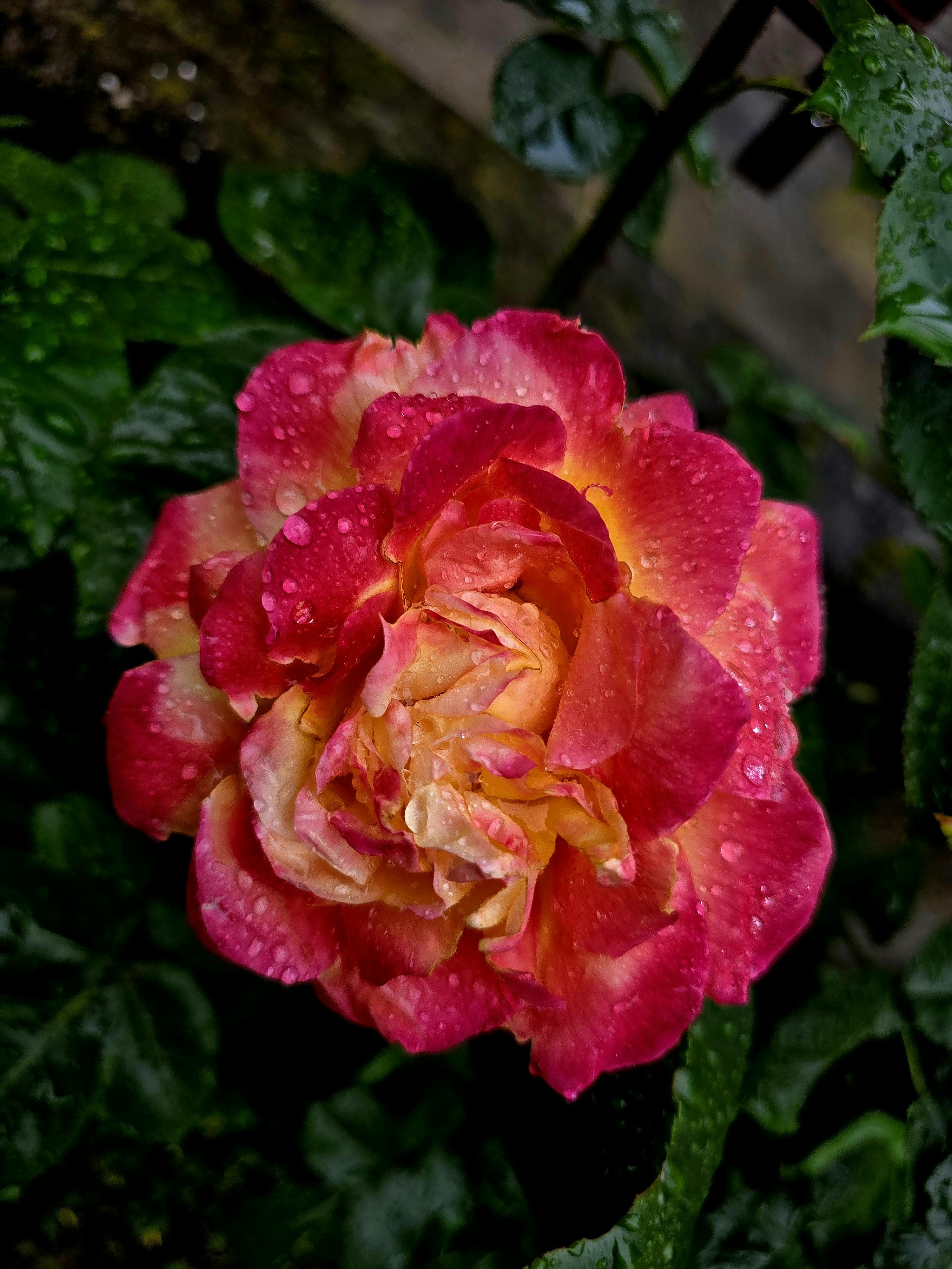 Vibrant Yellow and Pink Rose in Rain · Free Stock Photo
