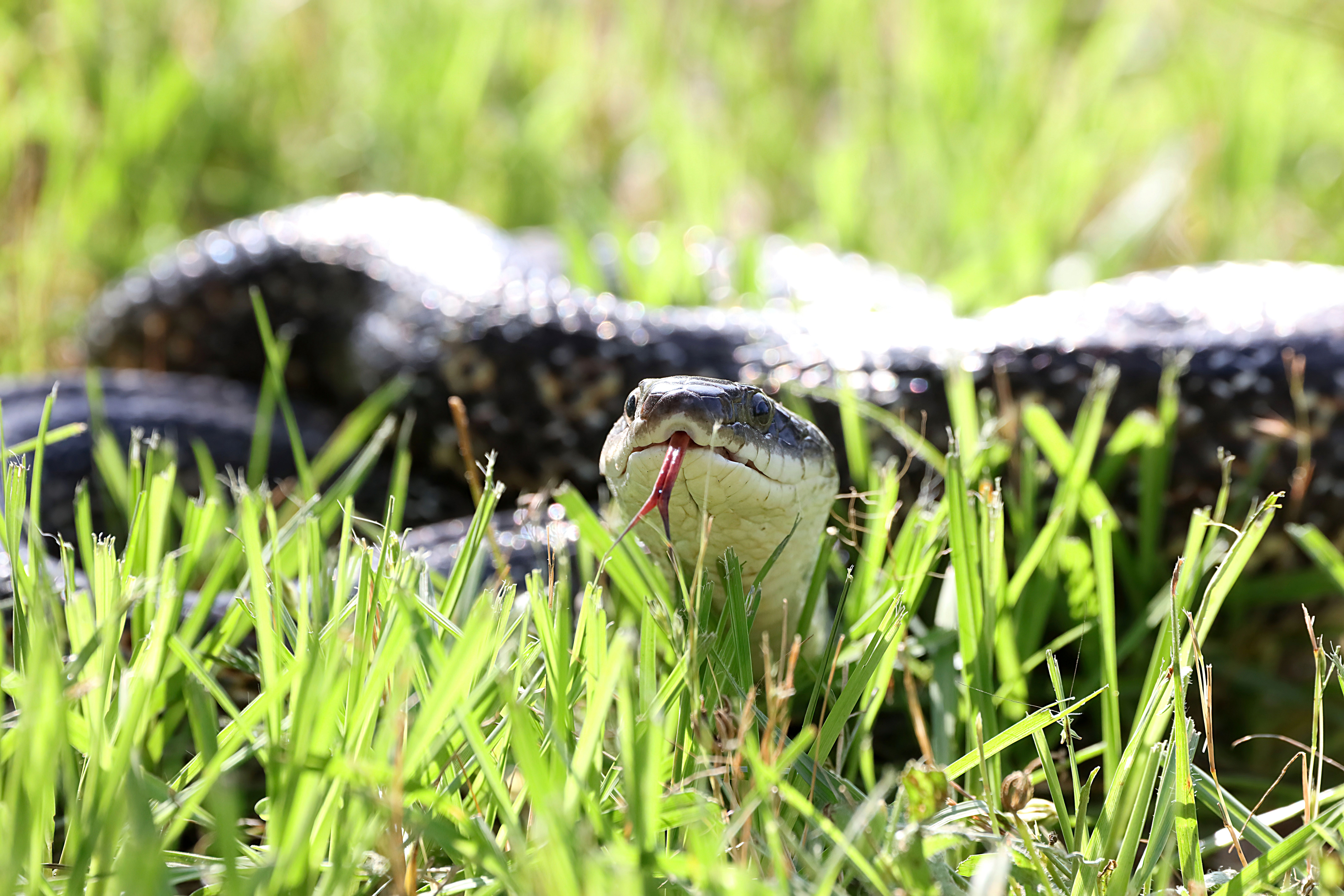 Close-up of Rat Snake in Lush Green Grass · Free Stock Photo