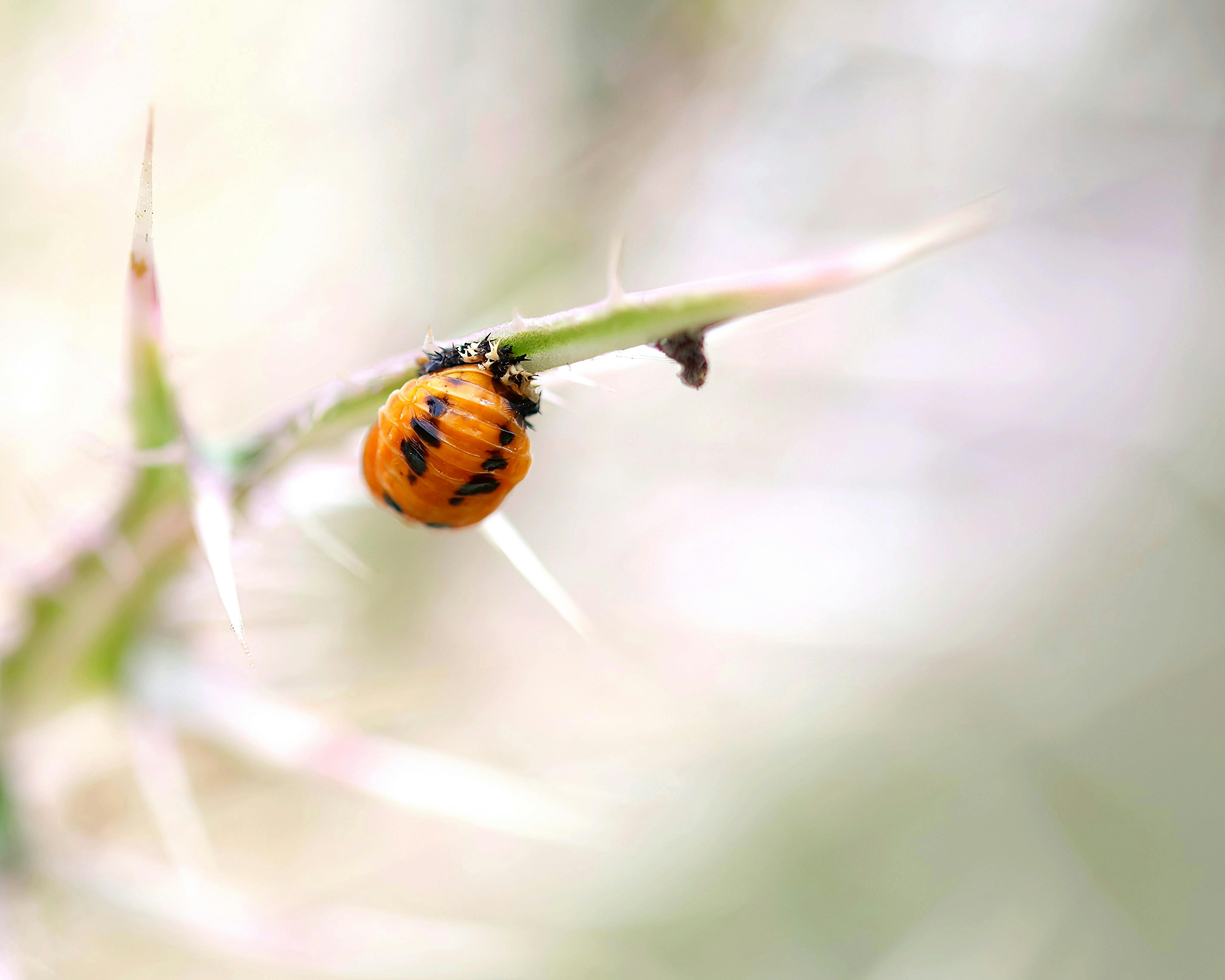 Bugs Photos, Download The BEST Free Bugs Stock Photos & HD Images