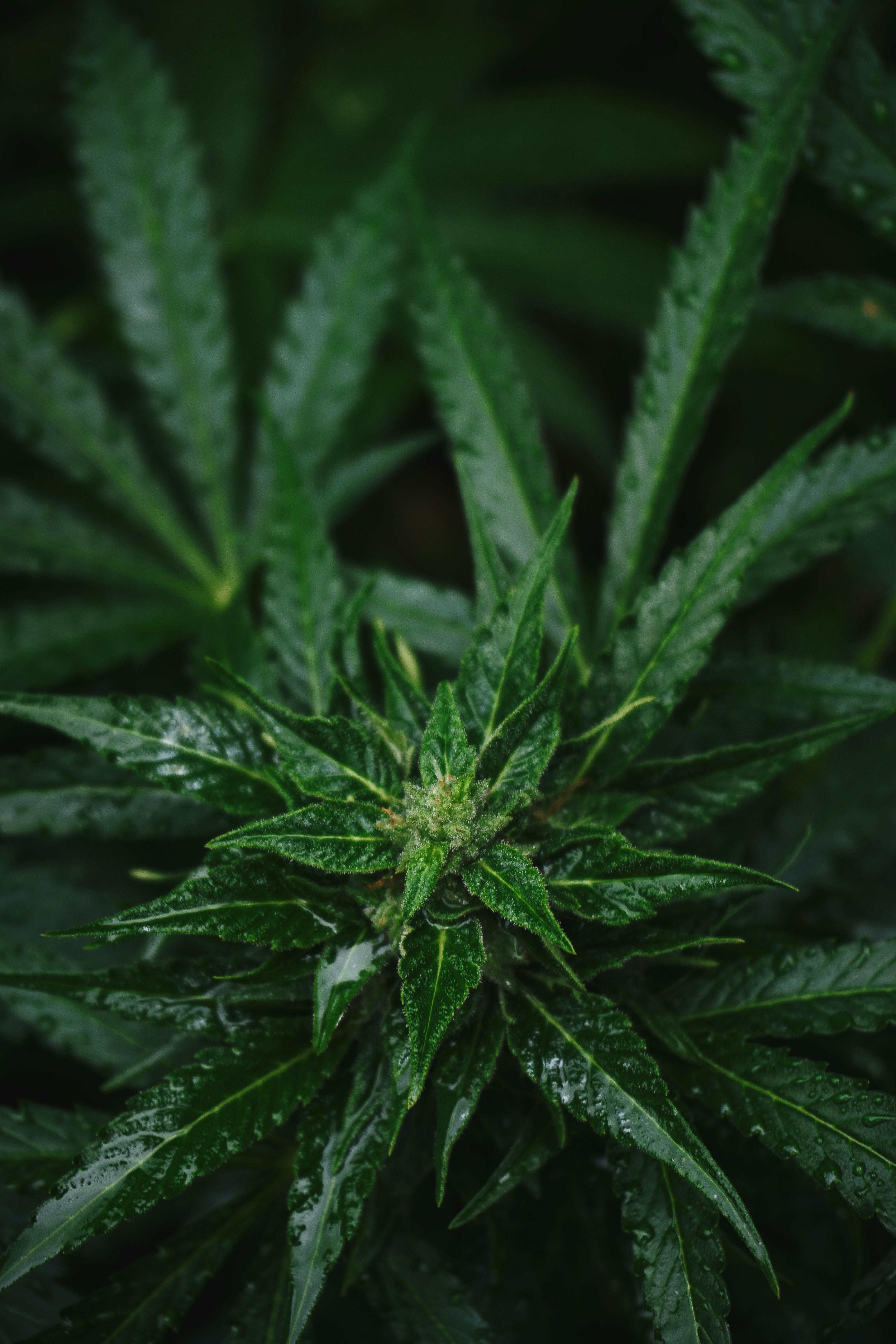 Shallow Focus Photography of Cannabis Plant · Free Stock Photo