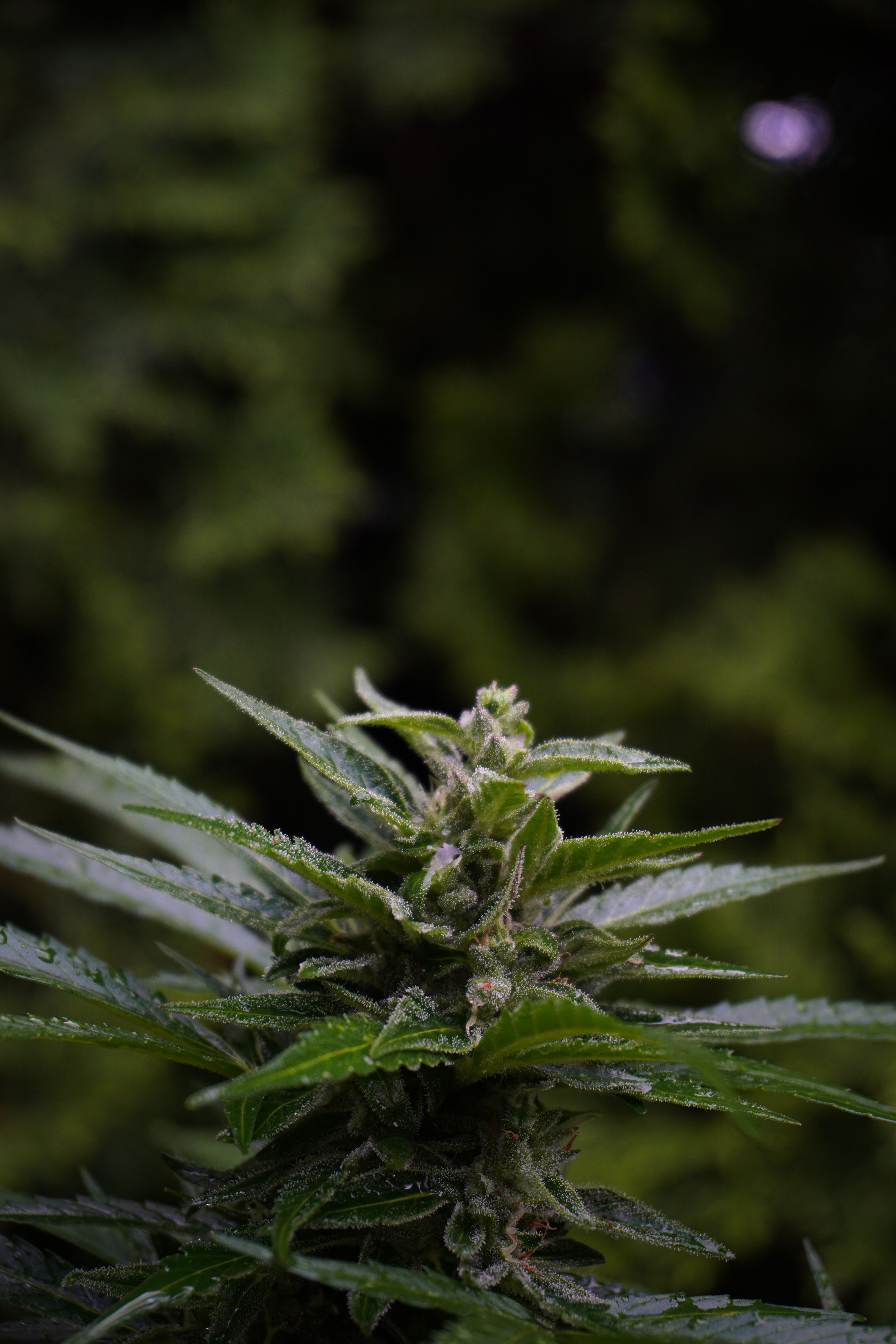 Close-up of a Cannabis Plant with Trichomes · Free Stock Photo