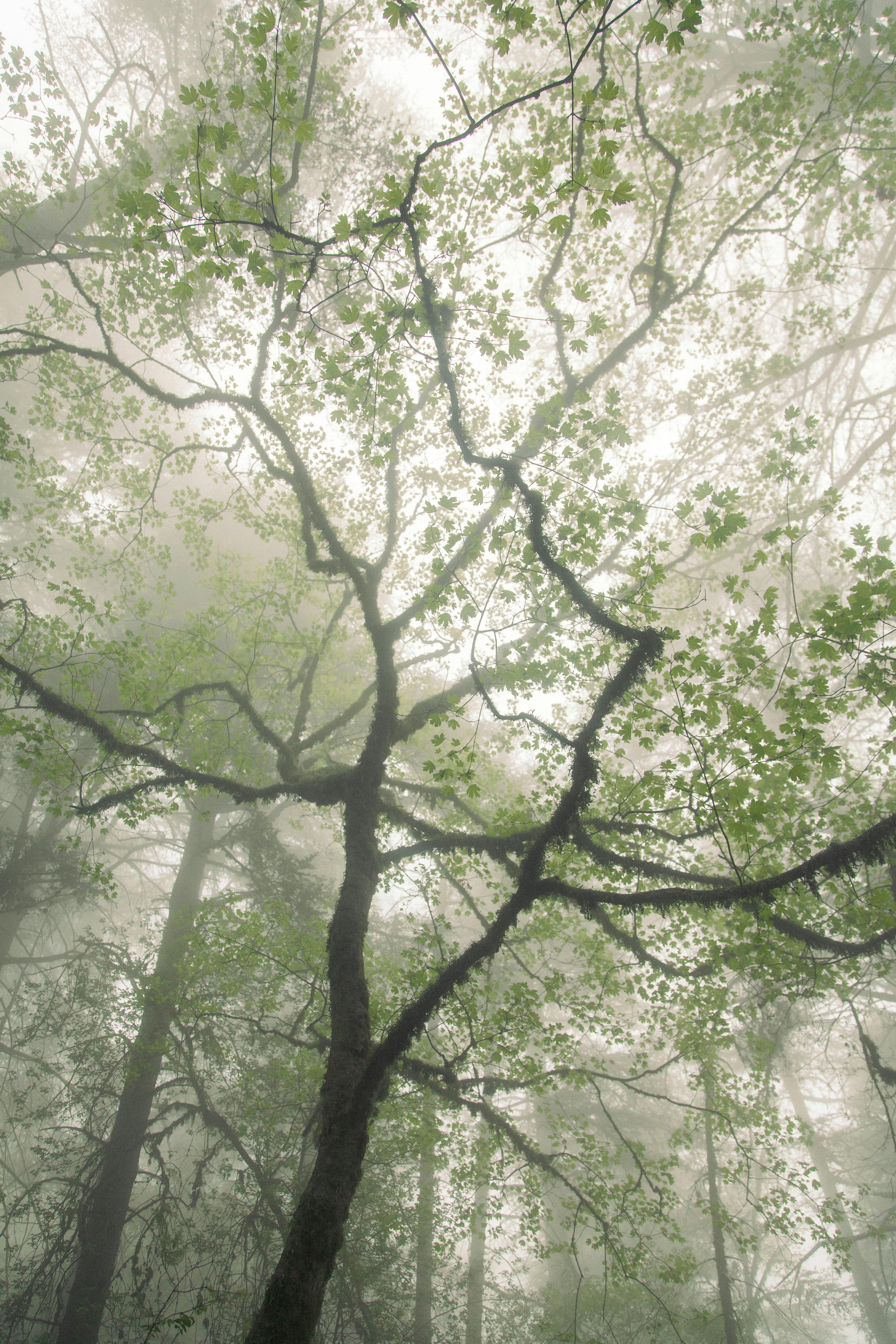 Chava+Movie+Wallpaper+4k Photos, Download The BEST Free Chava+Movie ...