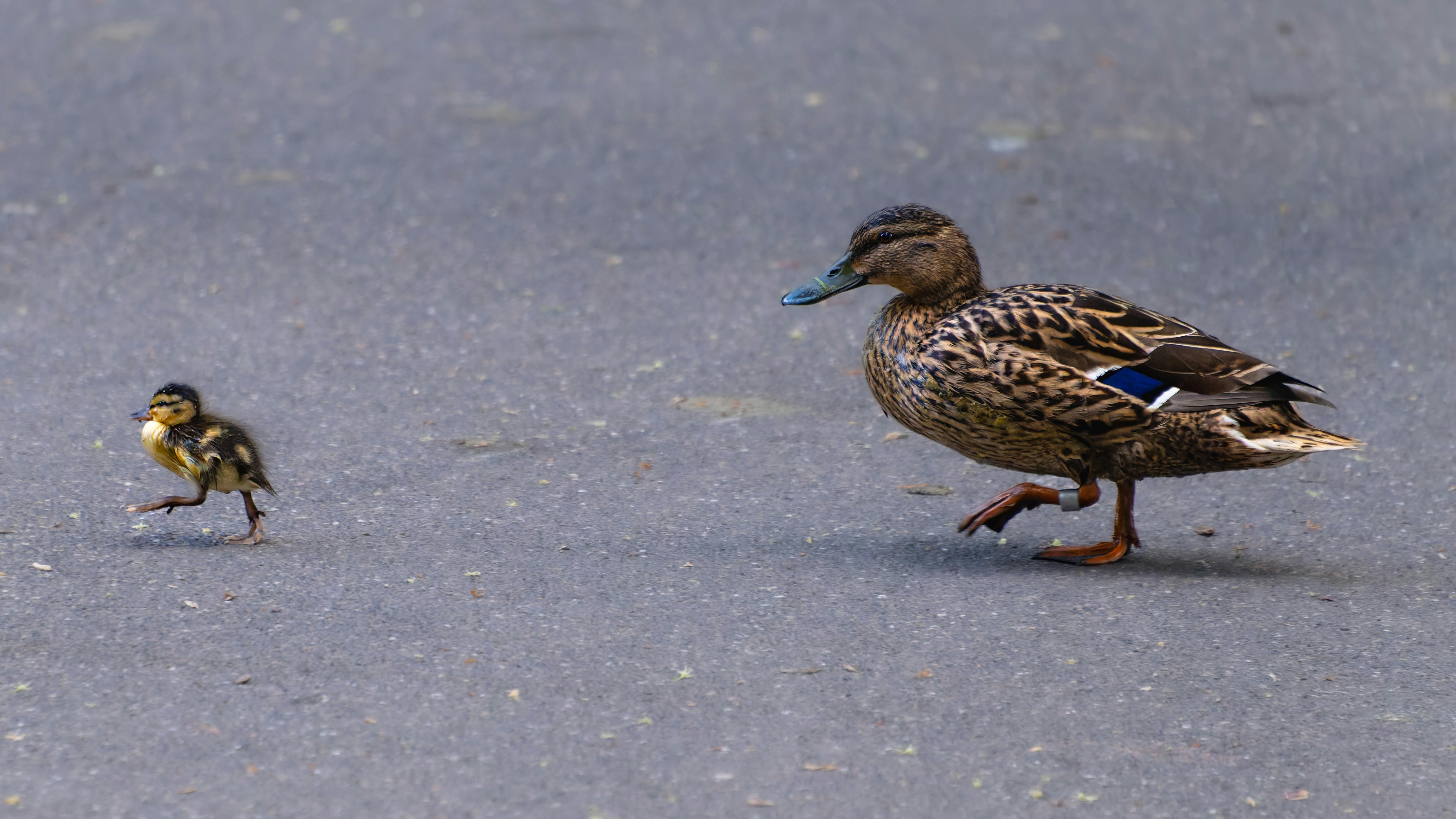 Pato Y Patito Paseando Juntos En Primavera · Foto de stock gratuita