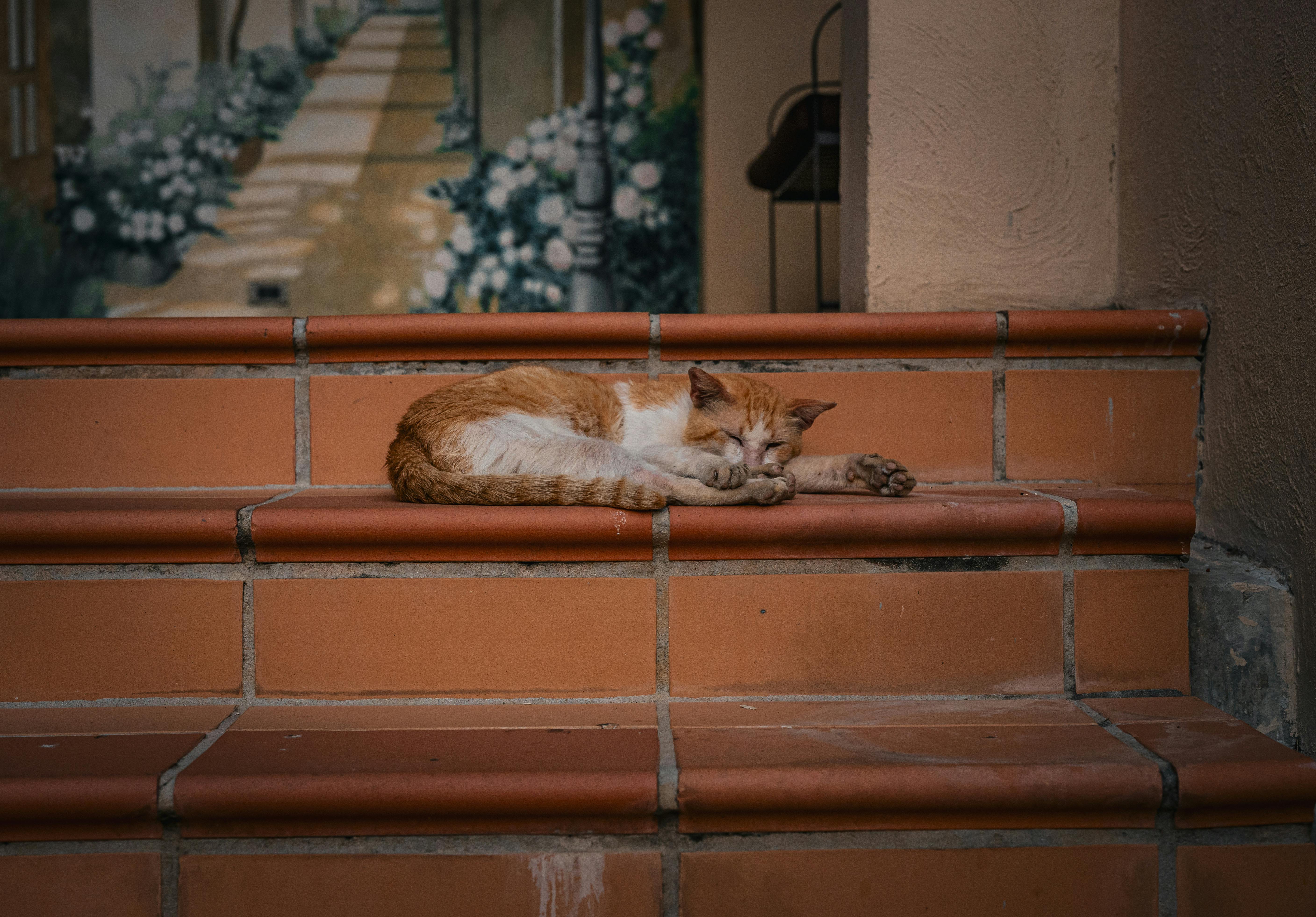 Foto De Gato · Foto de stock gratuita