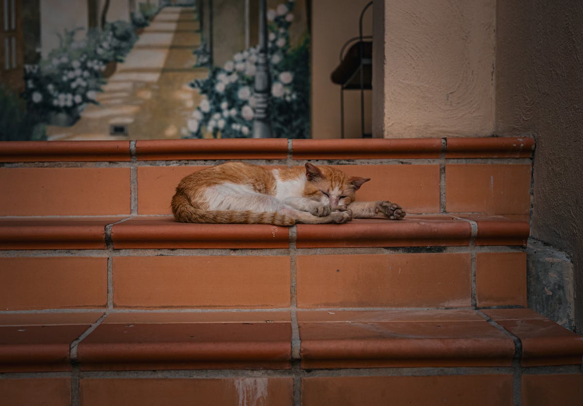 Free Photo On Next Steps Photos, Download The BEST Free Free Photo On ...