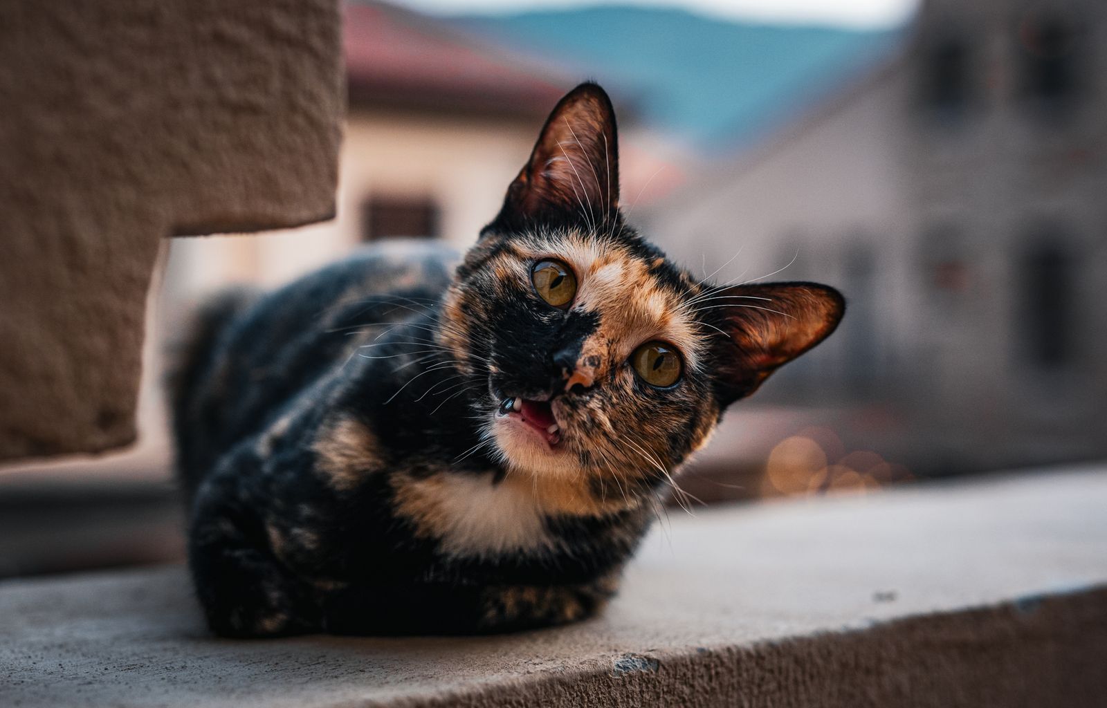 Cat Photos Photos, Download The BEST Free Cat Photos Stock Photos & HD ...