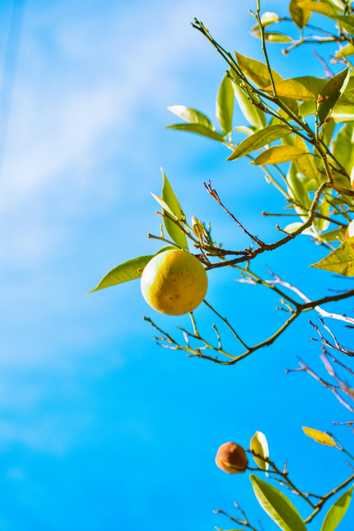 Orange Tree Photos, Download The BEST Free Orange Tree Stock Photos ...