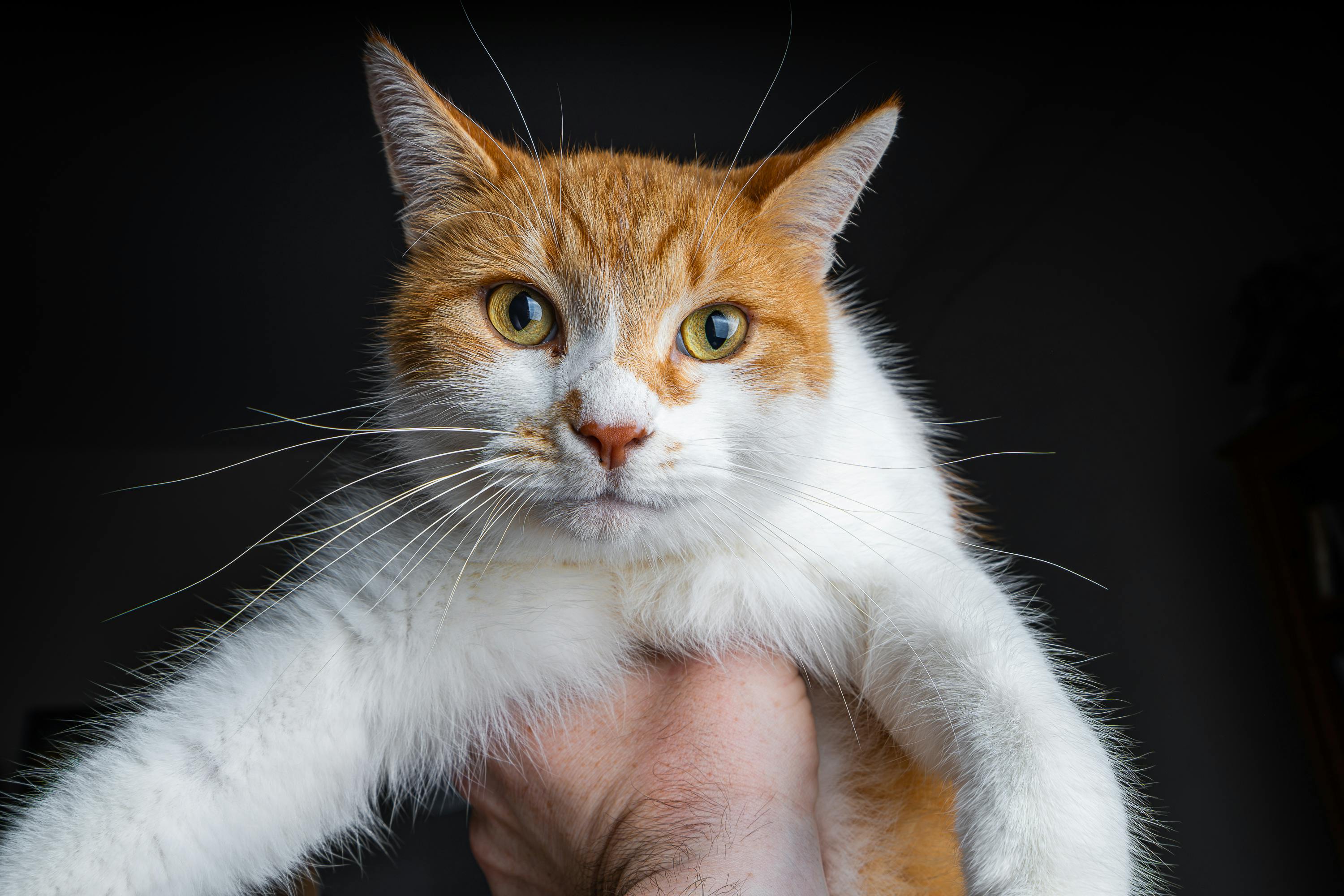 Cursed Cat Photos, Download The BEST Free Cursed Cat Stock Photos & HD ...