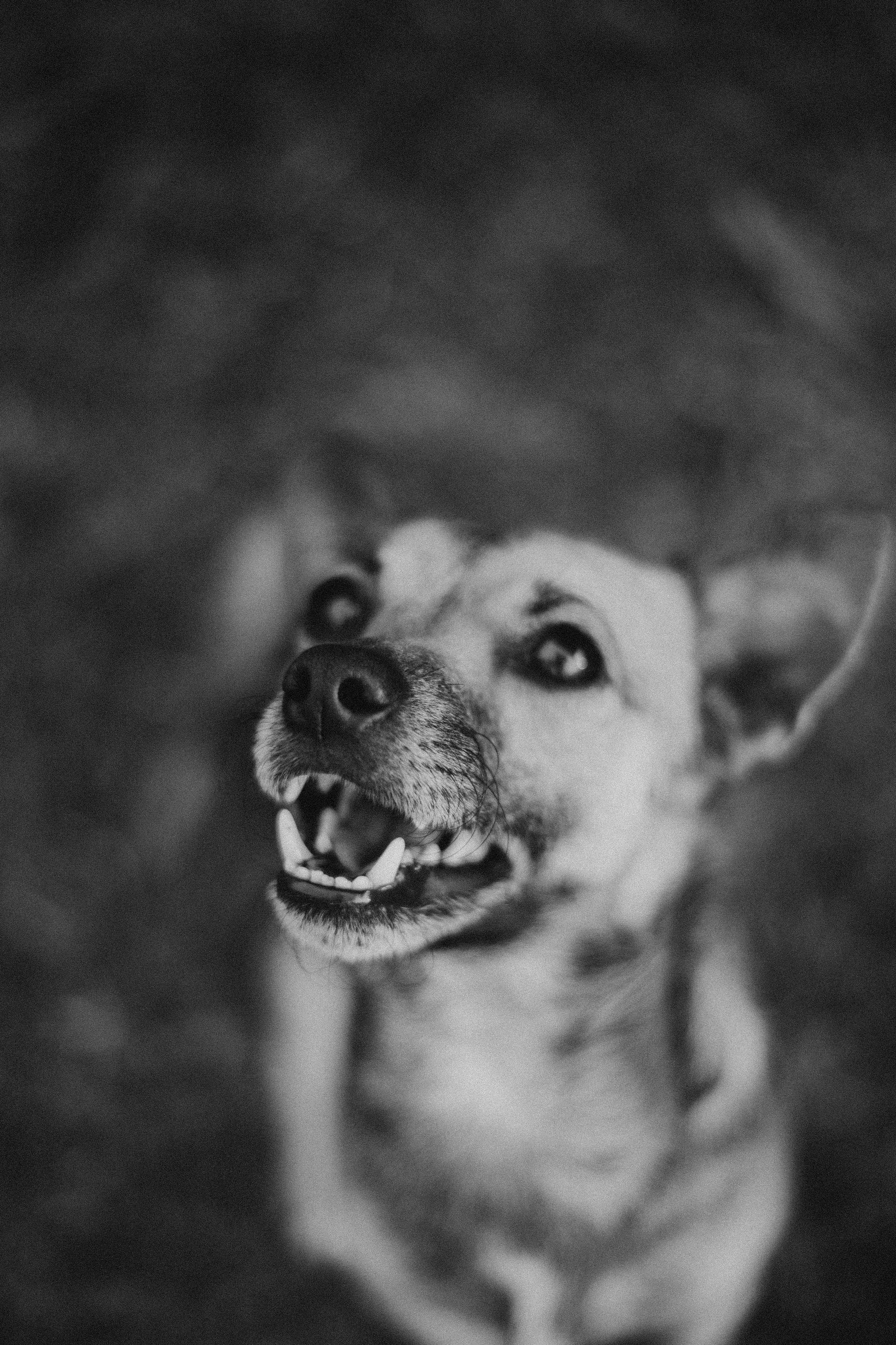 Teeth Bng Photos, Download The BEST Free Teeth Bng Stock Photos & HD Images