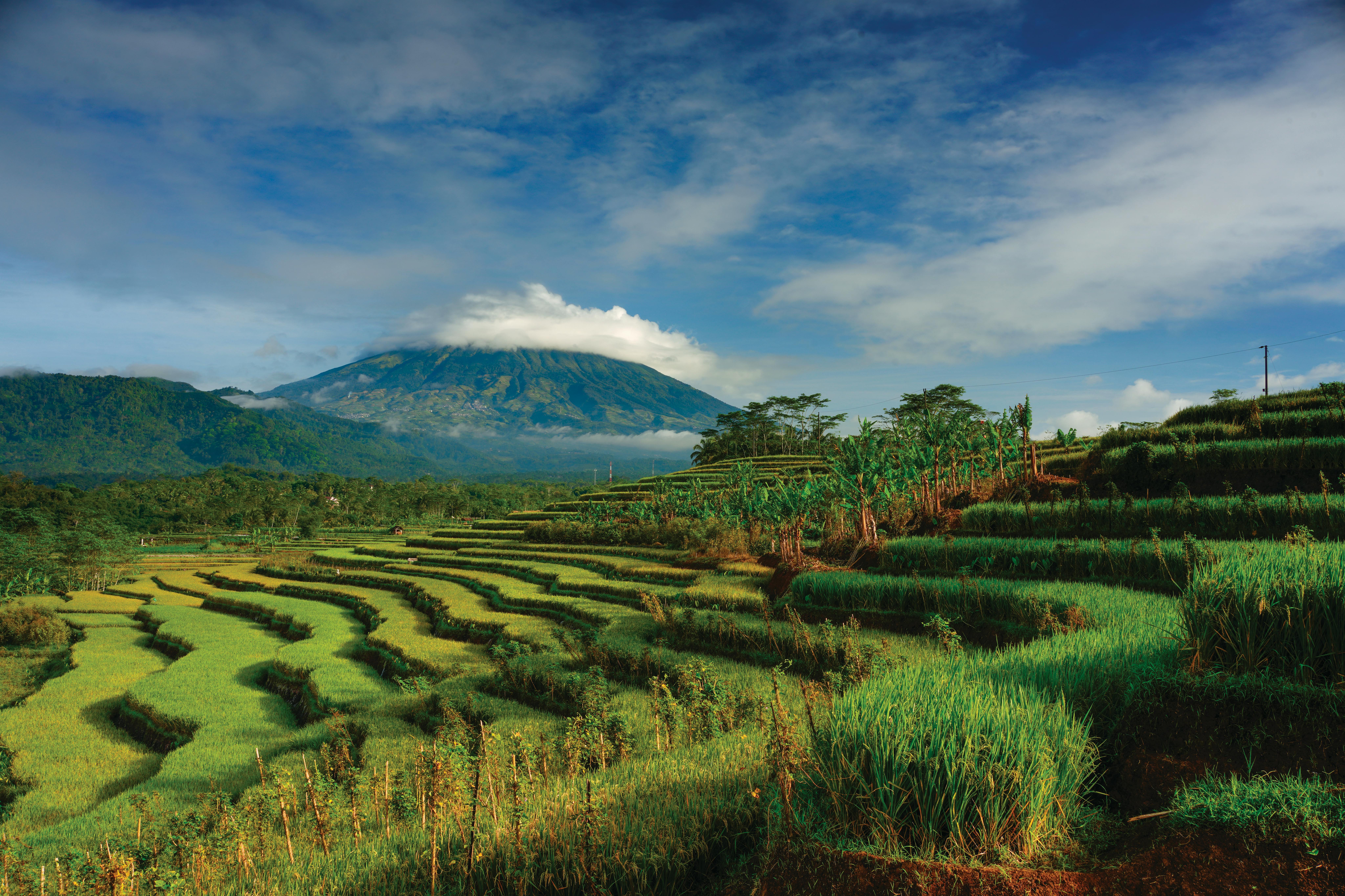 Pemandangan Indah Sawah Berundak Di Magelang, Indonesia · Foto Stok Gratis