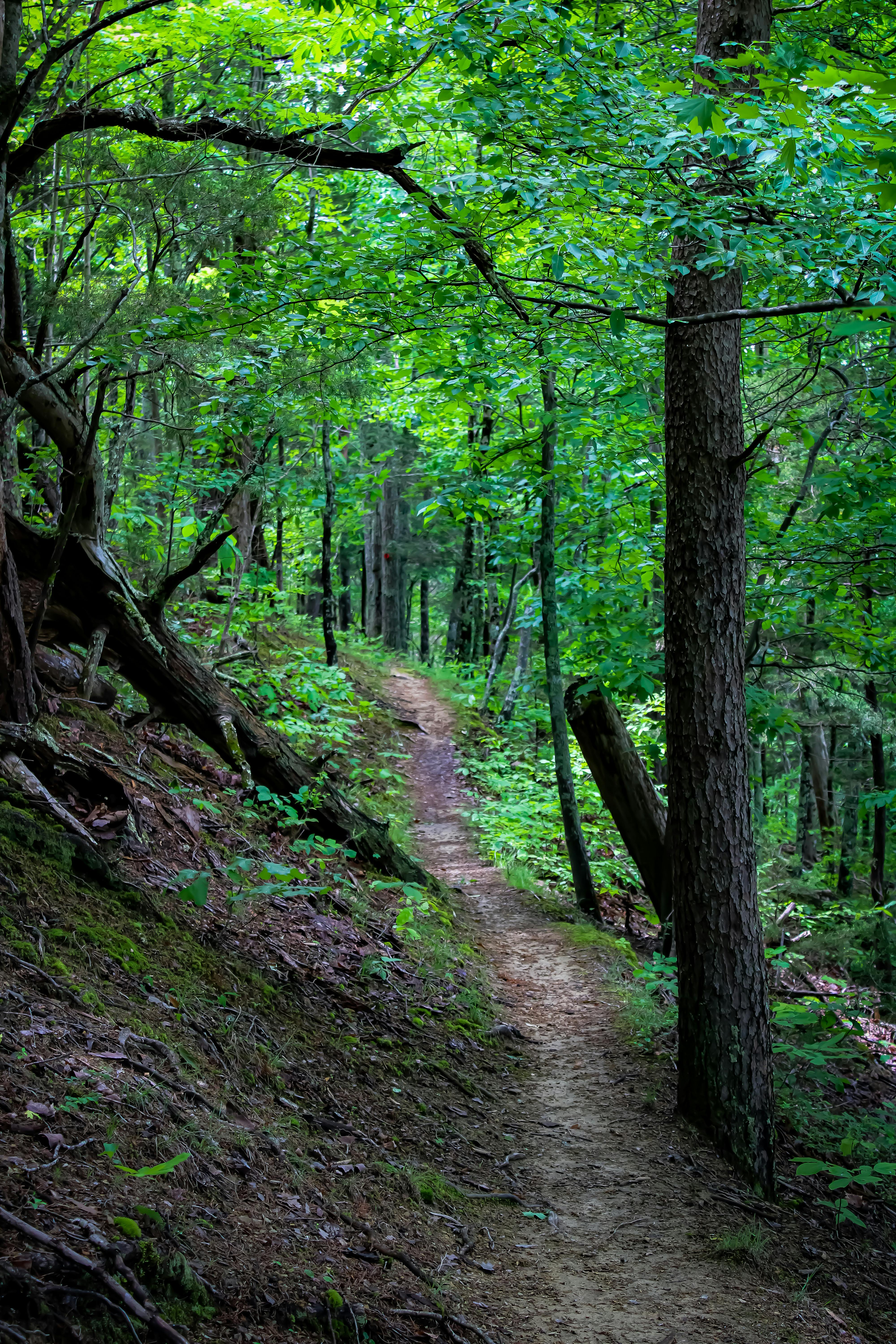 Sendero Forestal Tranquilo Para Paseos Por La Naturaleza · Foto de ...