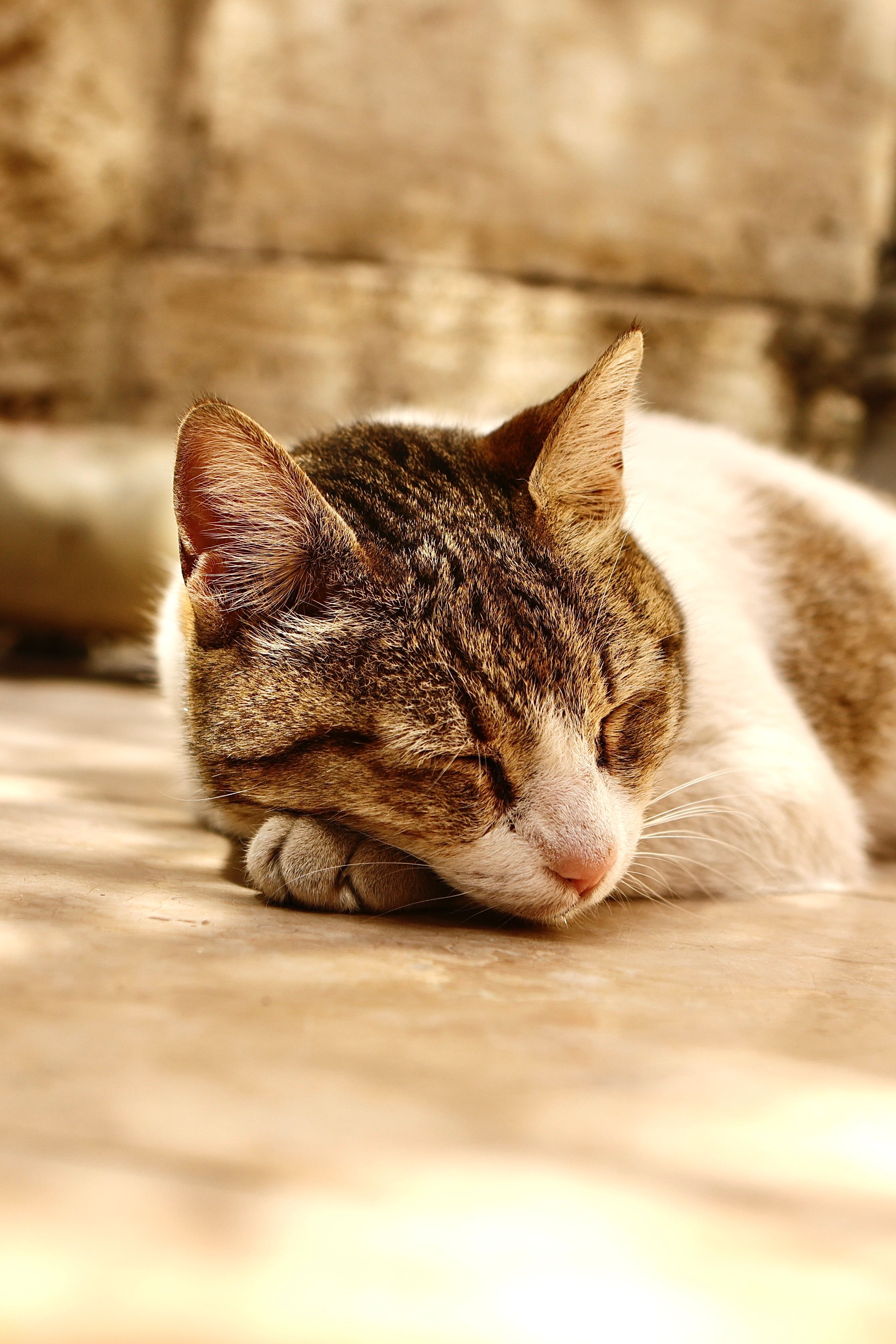 Peaceful Sleeping Cat on Rustic Surface · Free Stock Photo