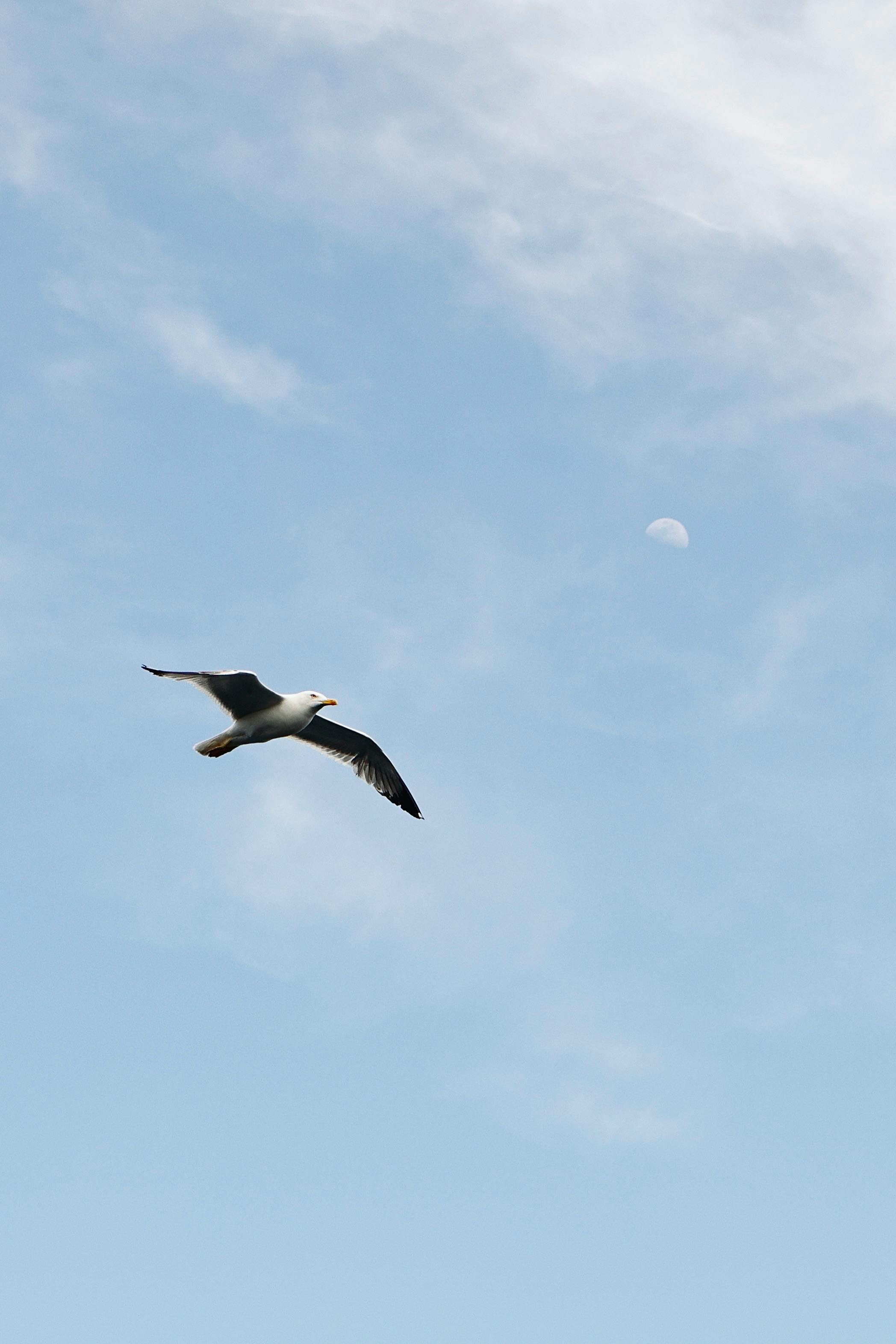 Seagull Soaring Against Blue Sky with Moon · Free Stock Photo