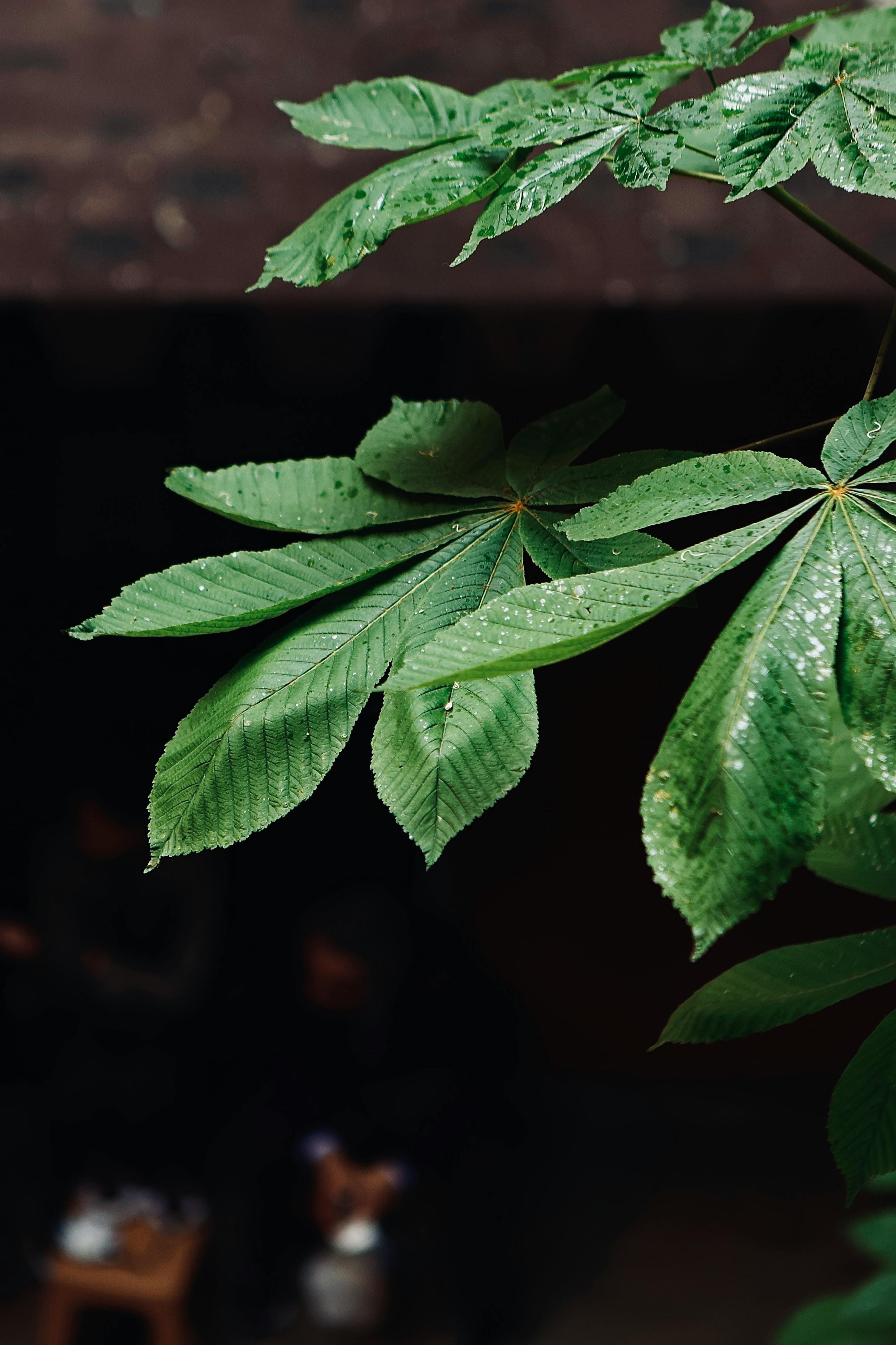 Cassava Plant Photos, Download The BEST Free Cassava Plant Stock Photos ...
