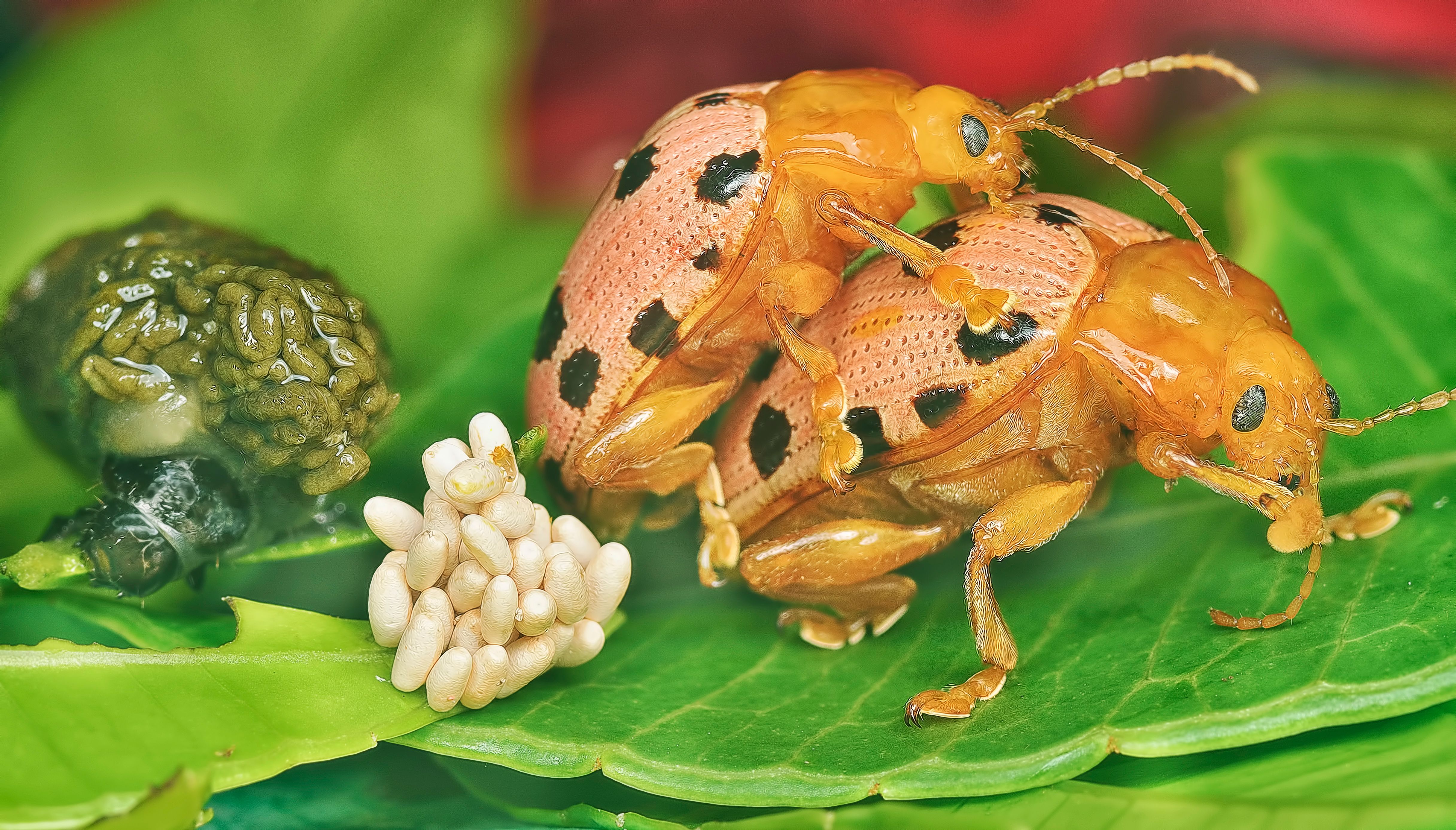 Macro Shot of Mating Mexican Bean Beetles · Free Stock Photo