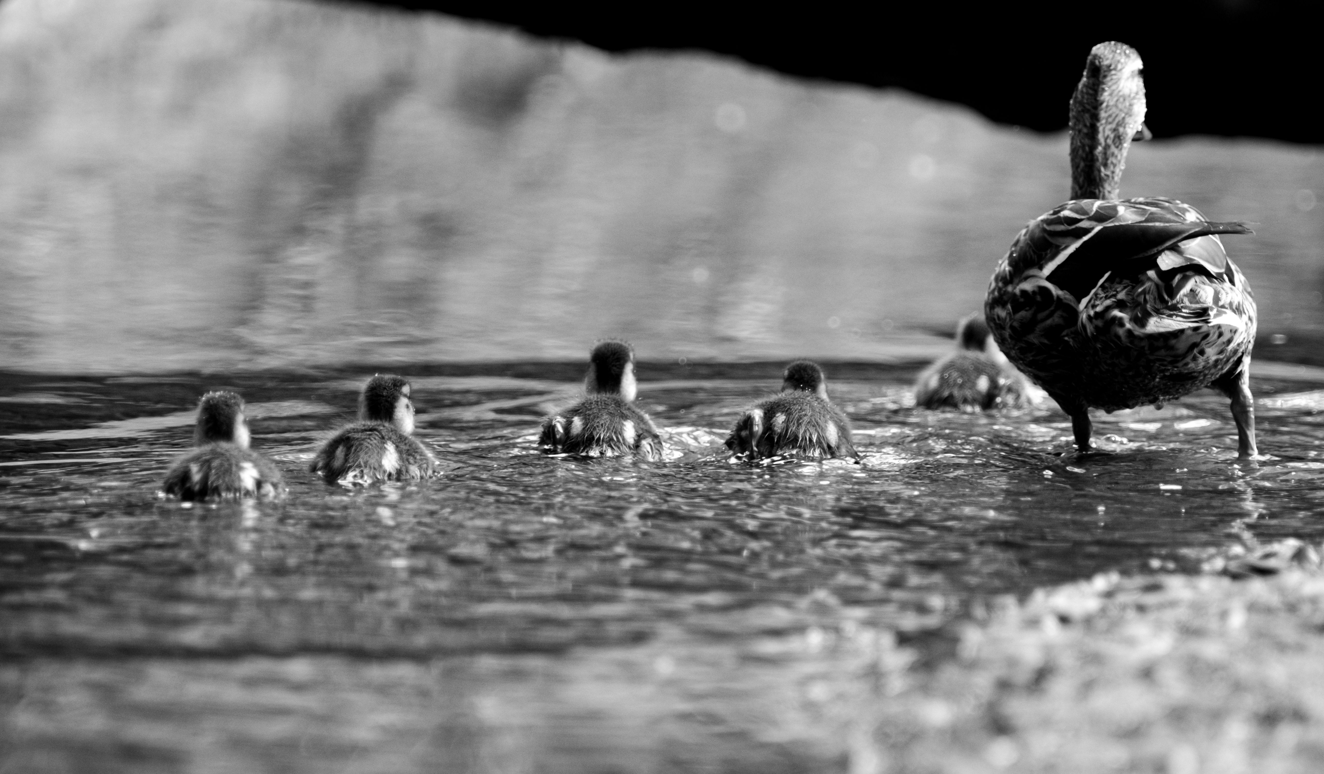 Mother Duck Leading Ducklings Across River · Free Stock Photo