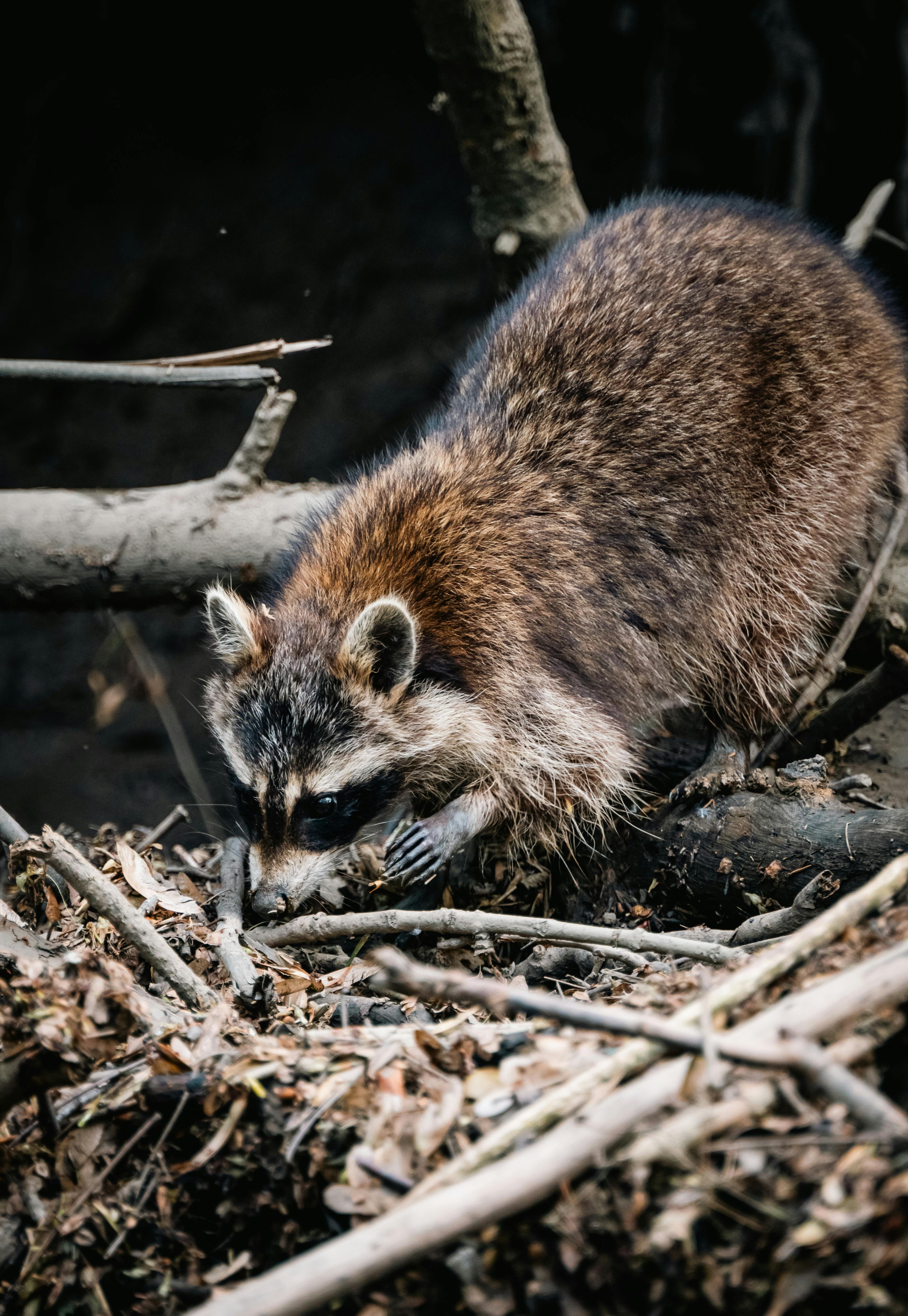 Small Animal Photos, Download The BEST Free Small Animal Stock Photos ...