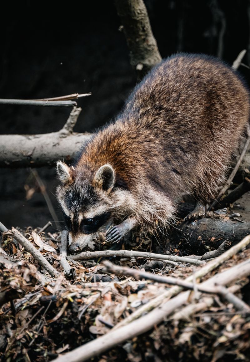 Raccoon Photos, Download The BEST Free Raccoon Stock Photos & HD Images
