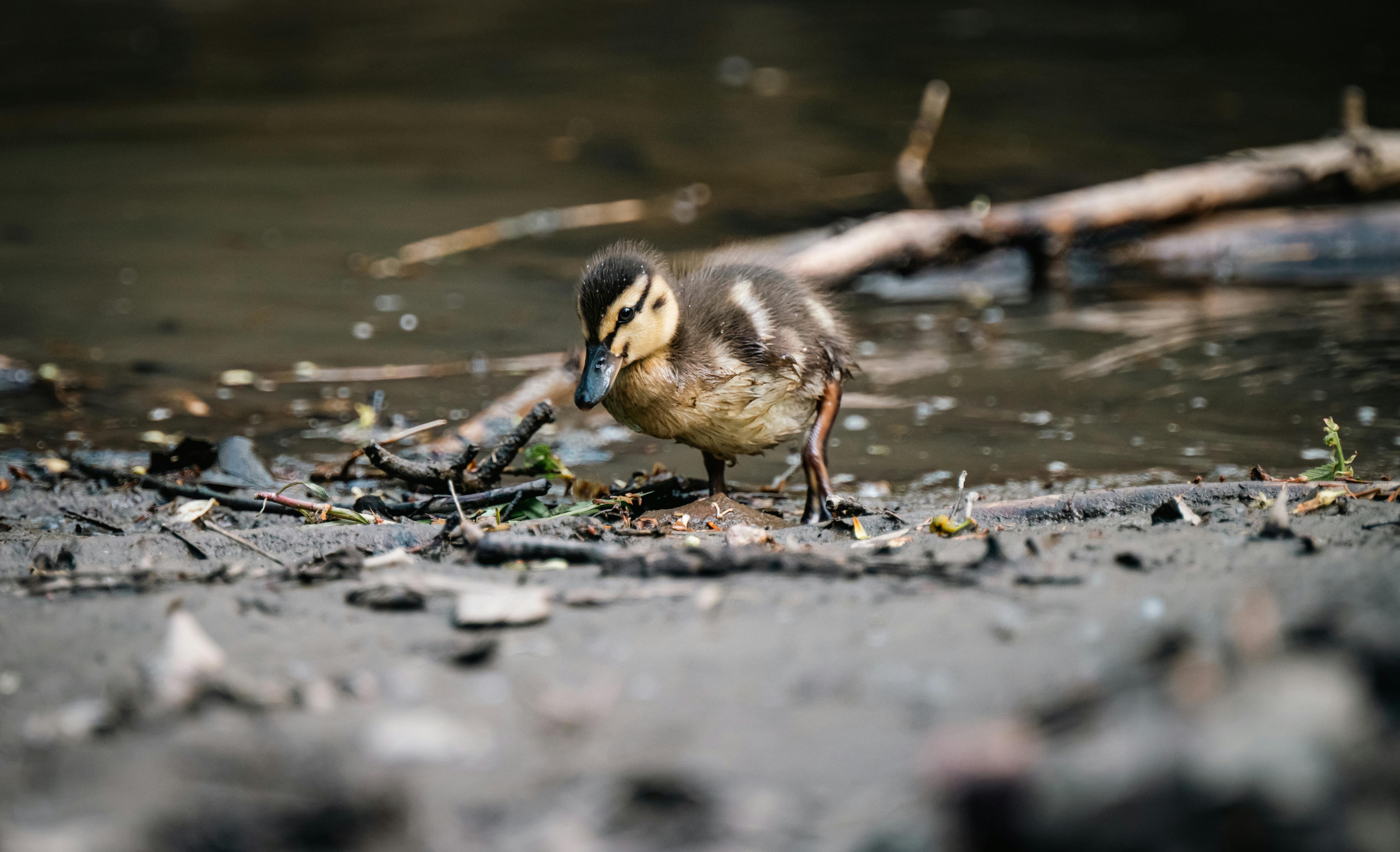 Baby Duck Photos, Download The BEST Free Baby Duck Stock Photos & HD Images