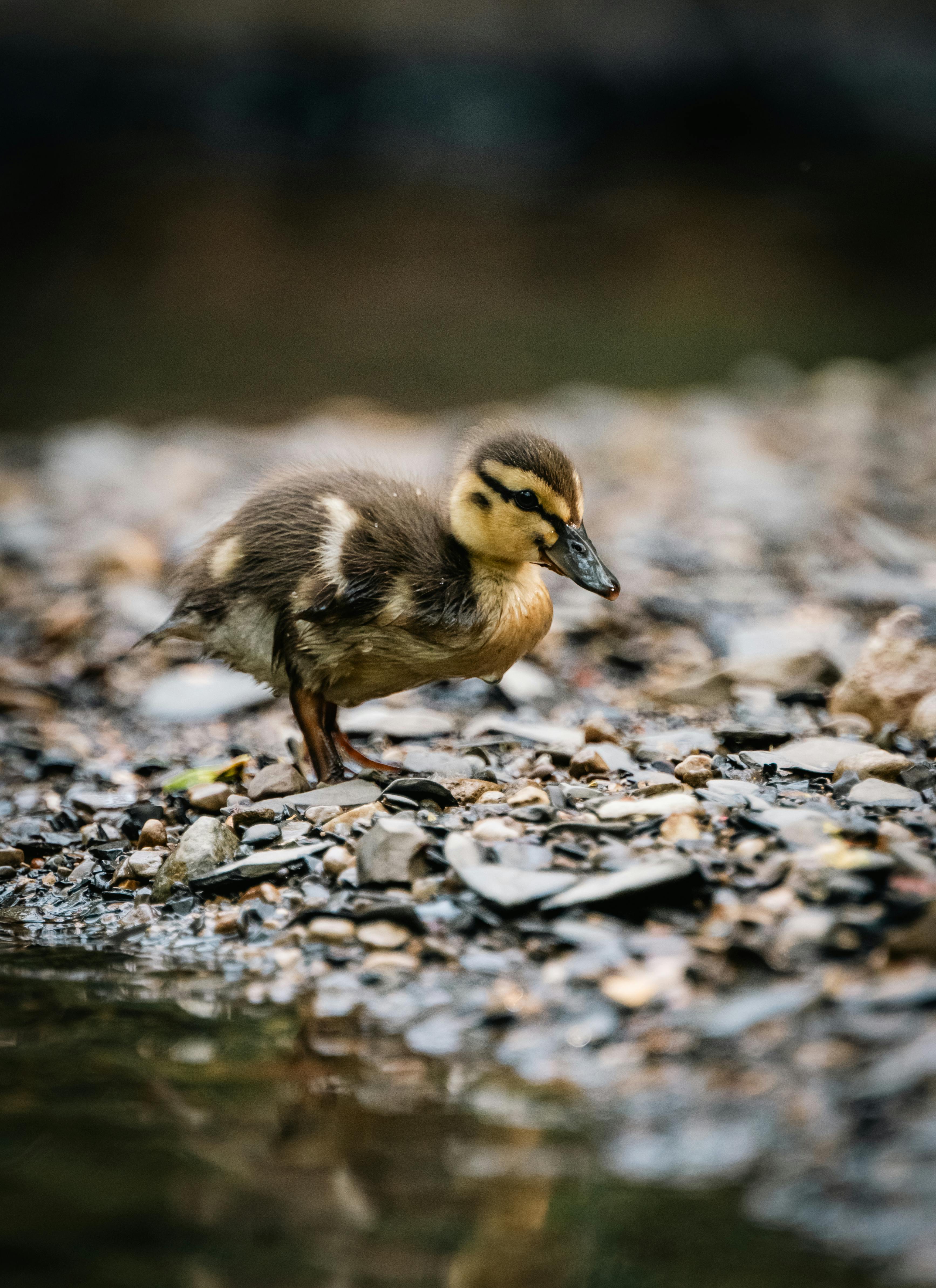 Duckling Alone Photos, Download The BEST Free Duckling Alone Stock ...