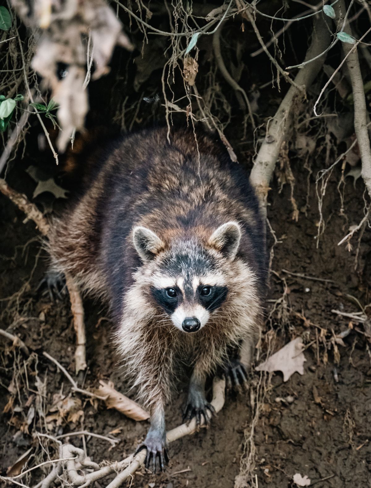 Forest Animals Photos, Download The BEST Free Forest Animals Stock ...