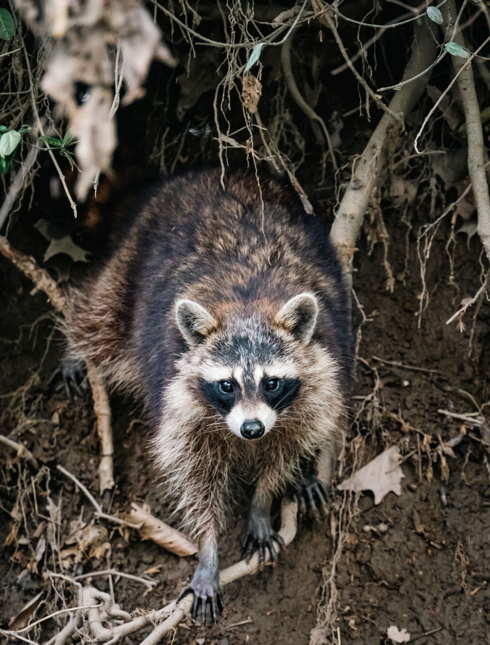 Forest Animals Photos, Download The BEST Free Forest Animals Stock ...