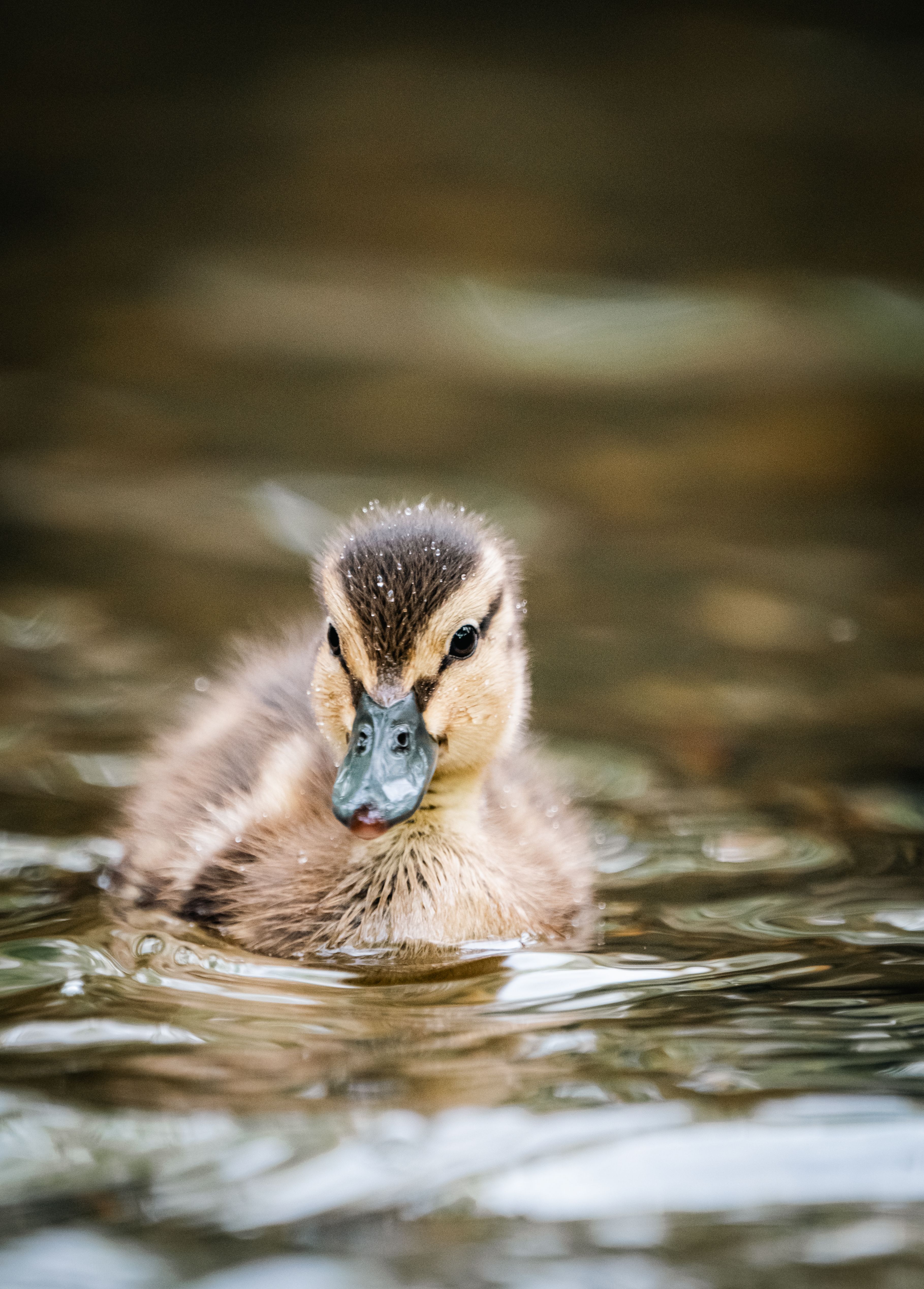 Adorable mallard duckling floating on lake water · Free Stock Photo