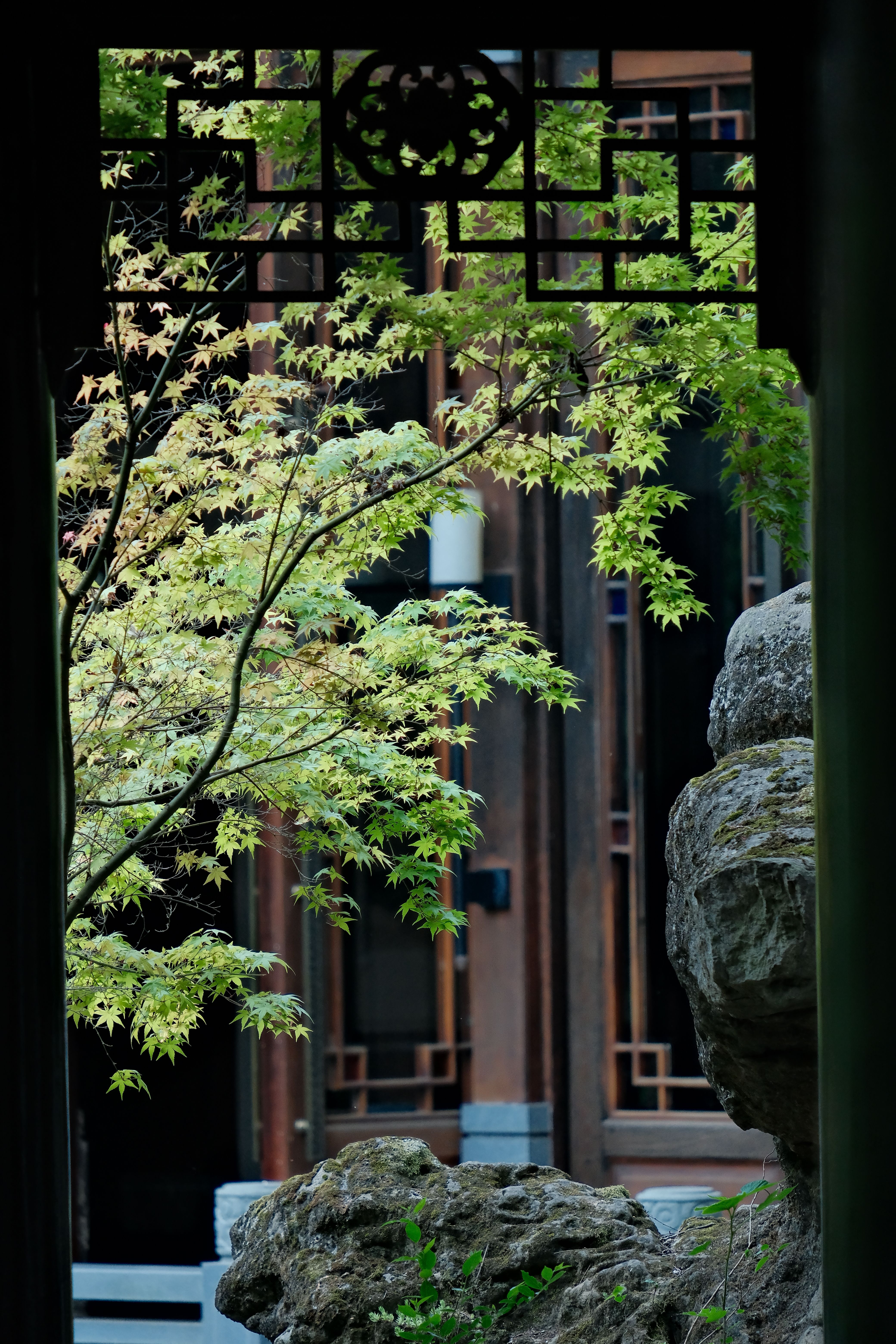 Tranquil Japanese Maple Garden View · Free Stock Photo