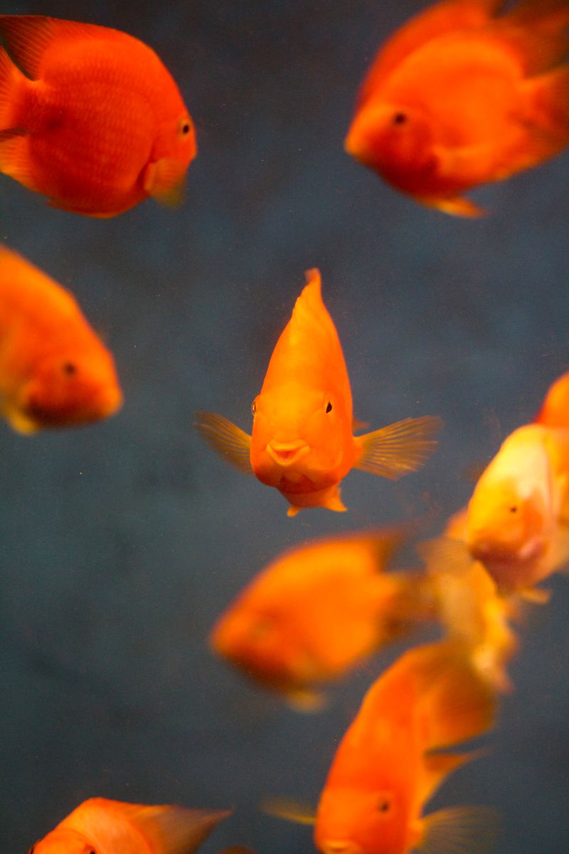 Beta Fish Photos, Download The BEST Free Beta Fish Stock Photos & HD Images