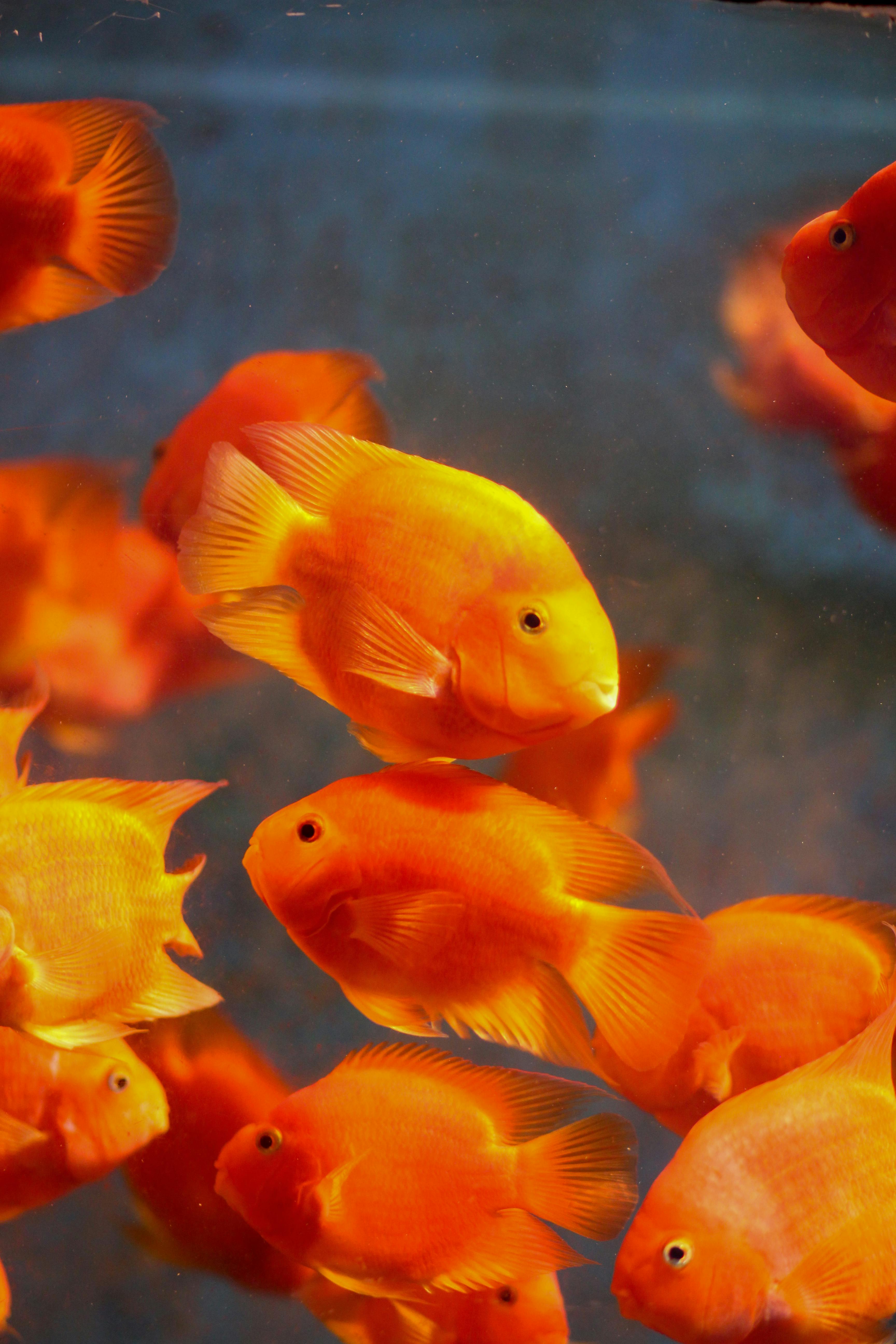 Foto de stock gratuita sobre acuario, acuático, afición, agua, aletas ...