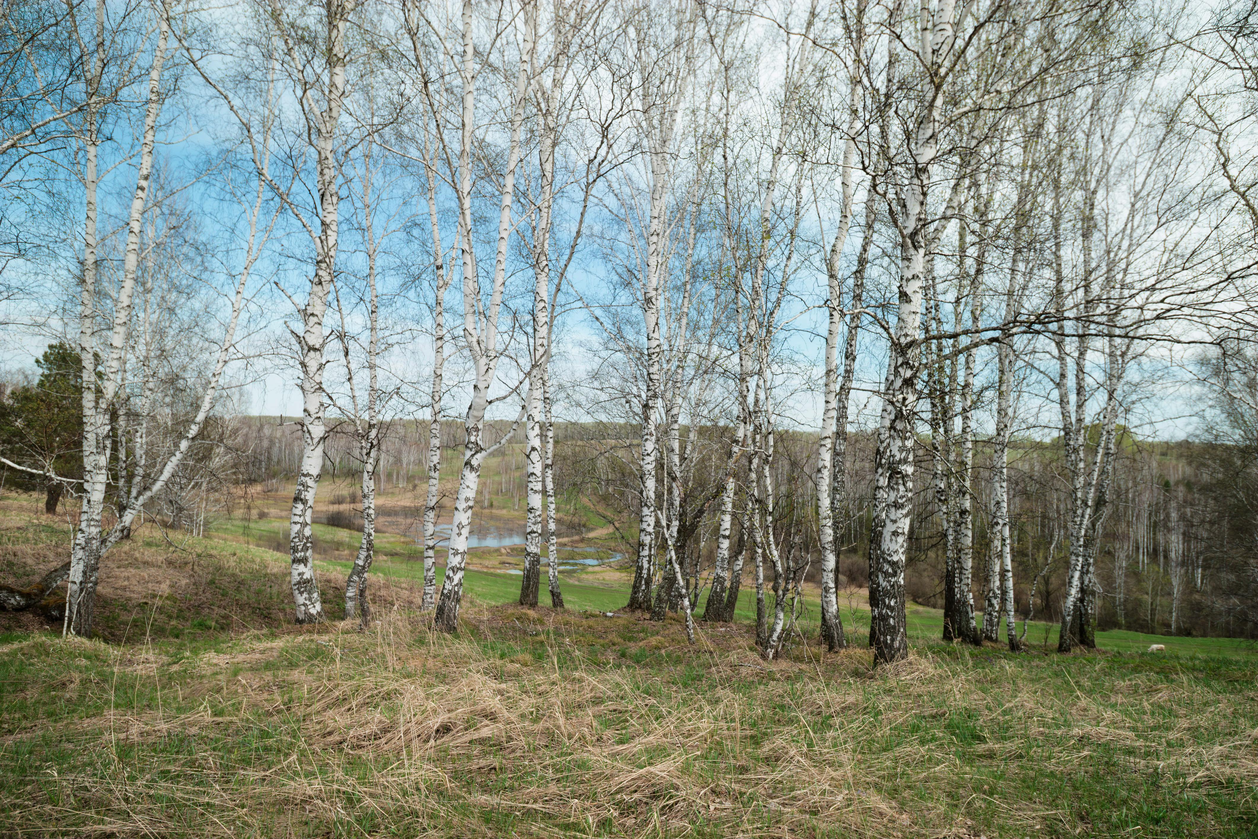 Serene Birch Trees in Spring Landscape Scene · Free Stock Photo