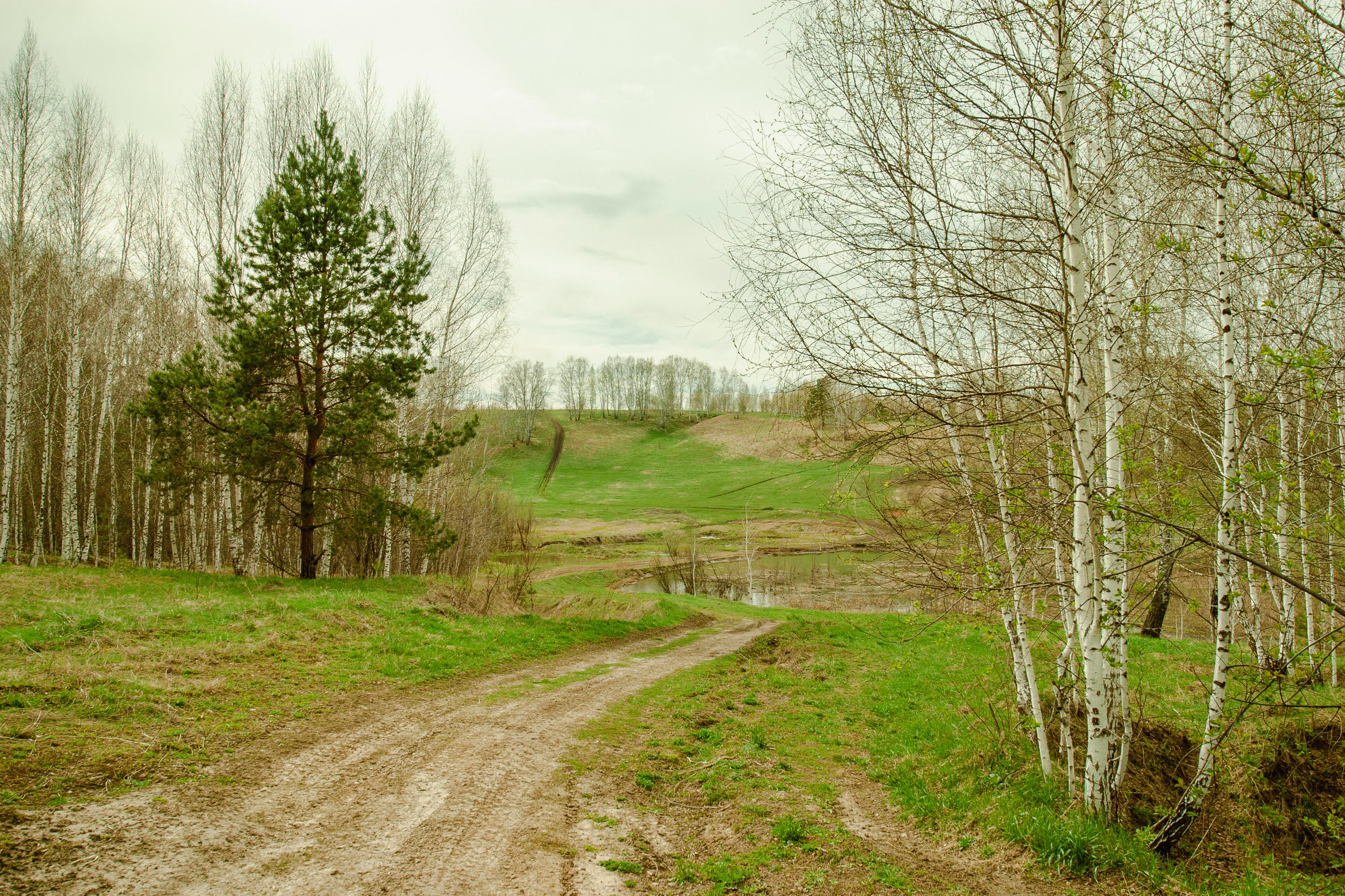 Tranquil Forest Path in Early Spring Landscape · Free Stock Photo