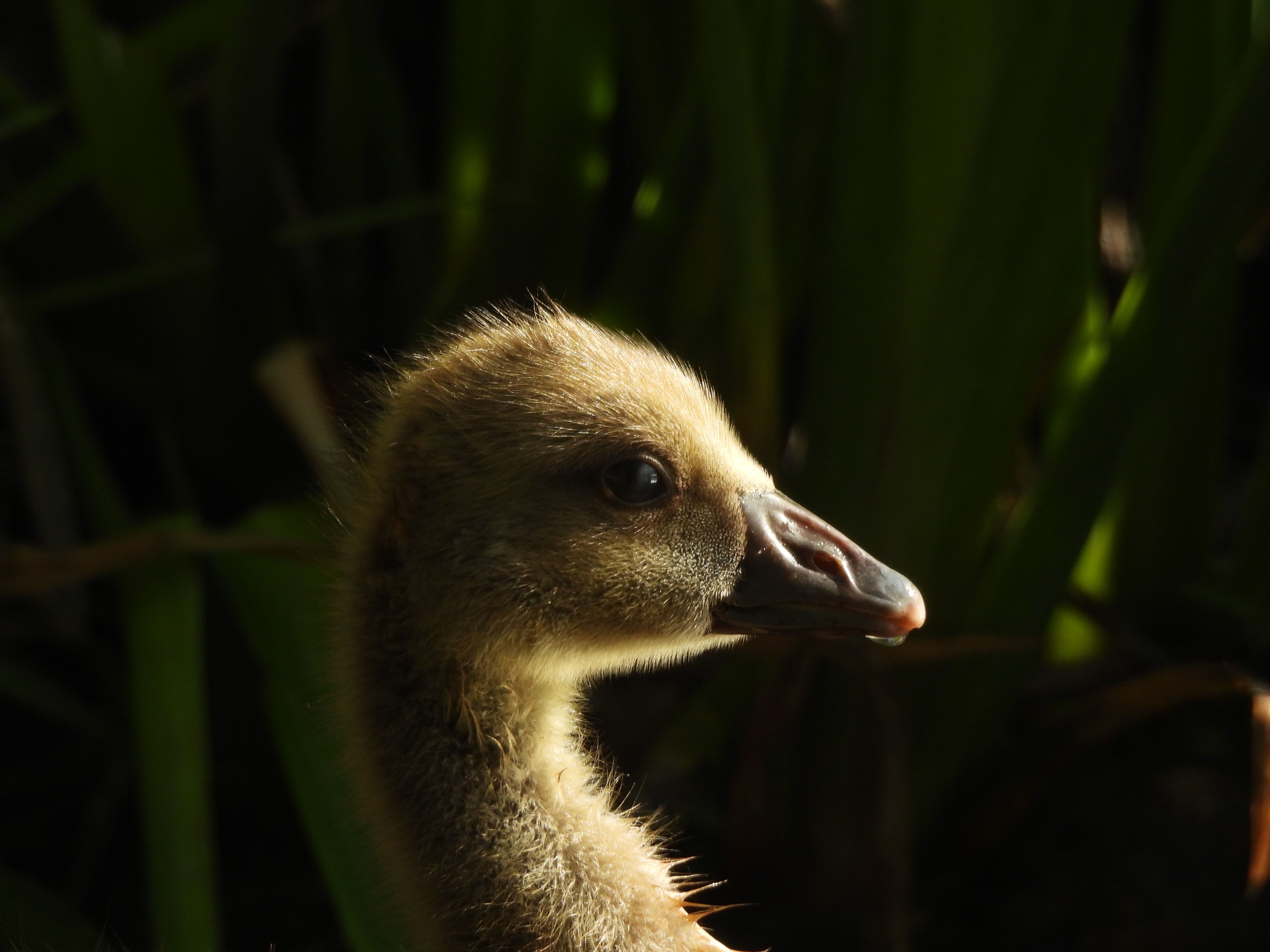 Cute Goose Photos, Download The BEST Free Cute Goose Stock Photos & HD ...