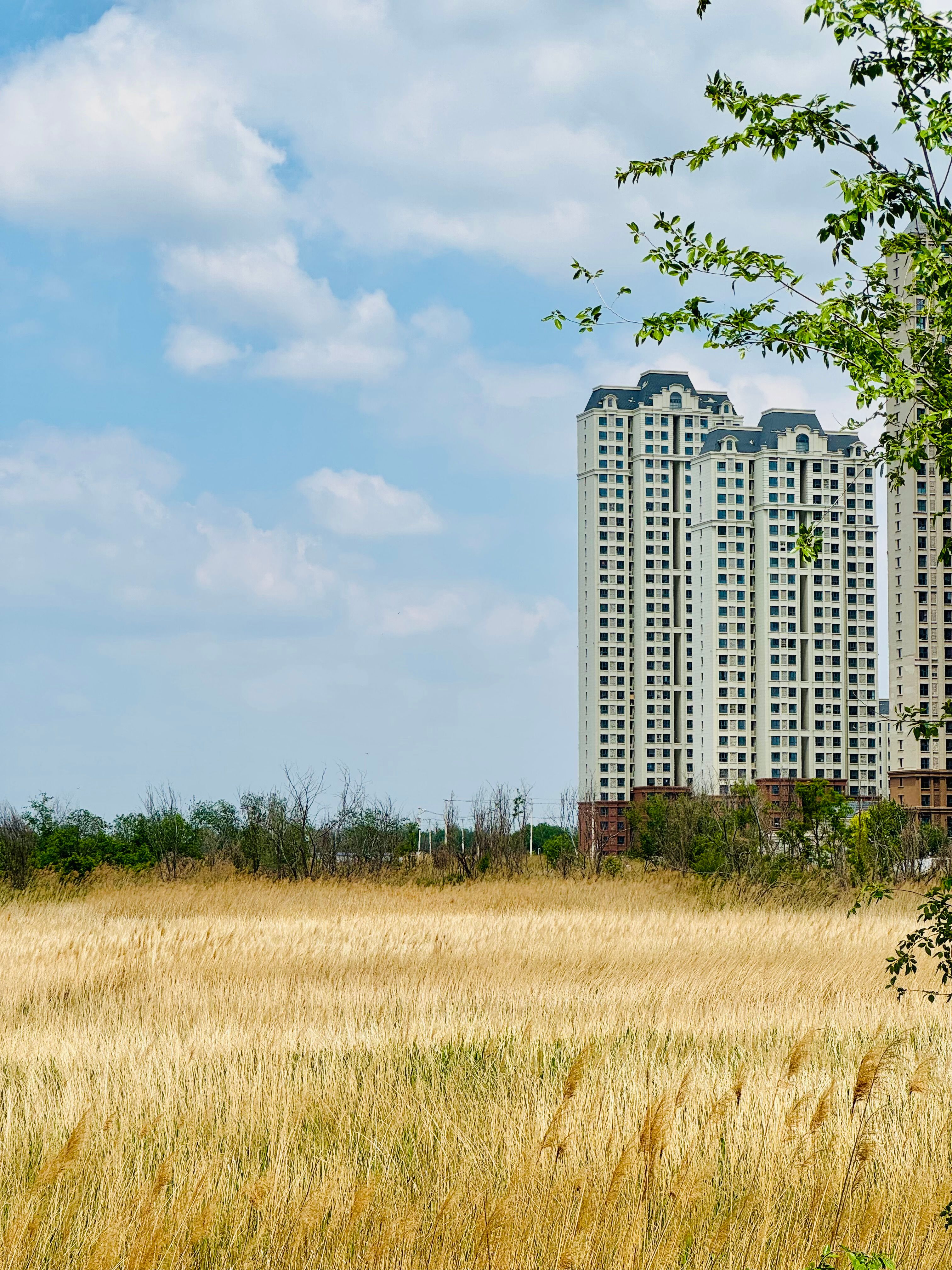 Modern High-Rise Buildings Amidst Natural Meadow · Free Stock Photo