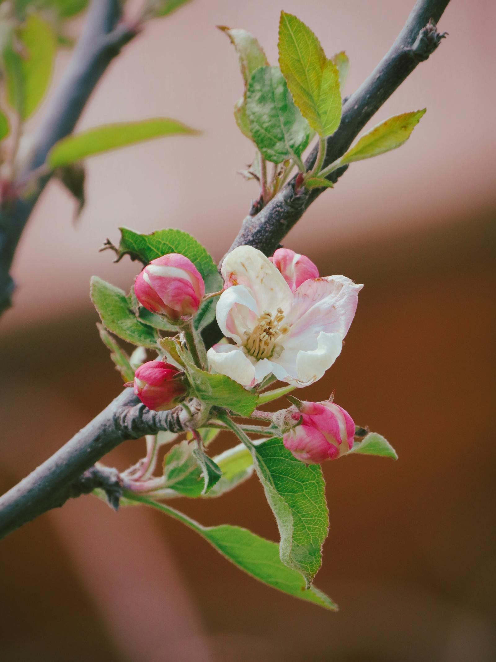 Apple Tree Photos, Download The BEST Free Apple Tree Stock Photos & HD ...