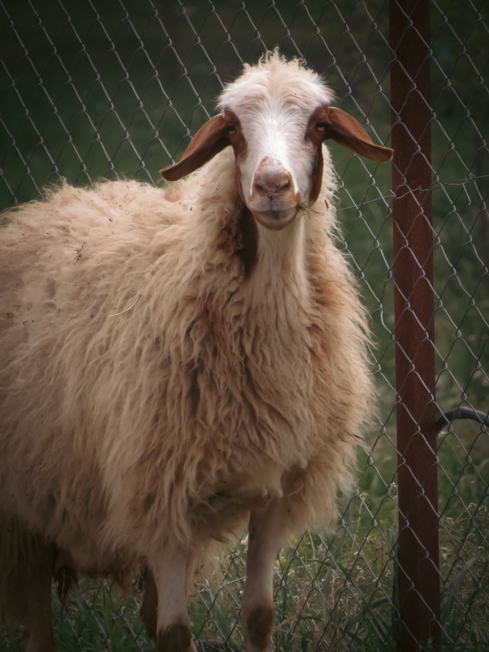 Katahdin Sheep Photos, Download The BEST Free Katahdin Sheep Stock ...