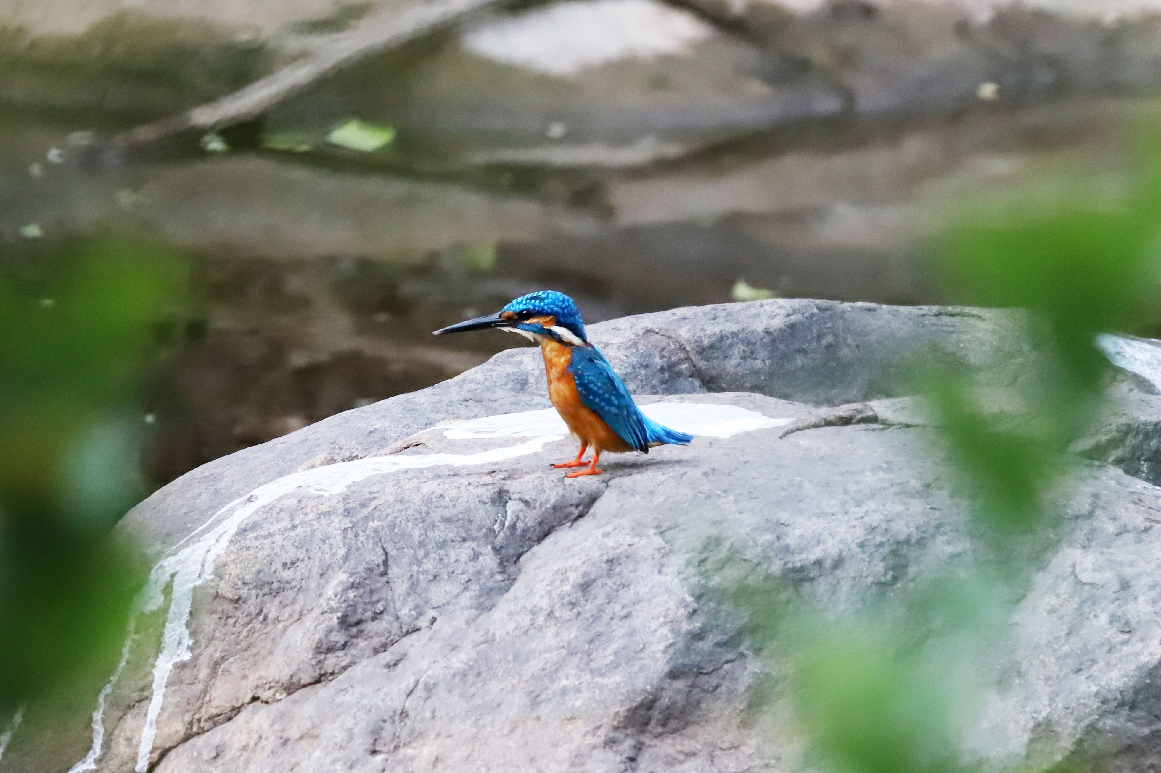 Vibrant Kingfisher on a River Rock · Free Stock Photo